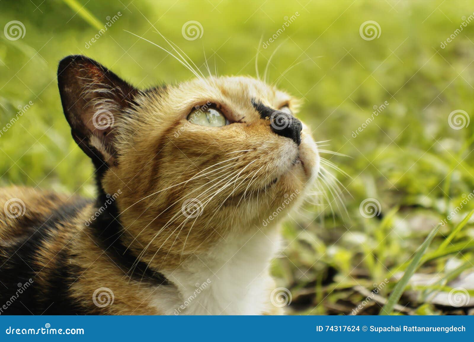 Suspicious cat portrait stock photo. Image of bells, color - 74317624