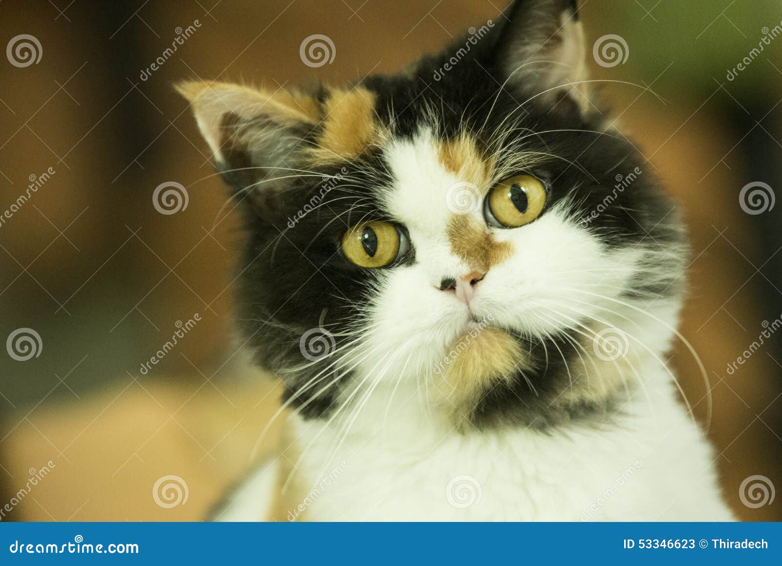 Suspicious cat portrait stock image. Image of grey, pedigree - 53346623