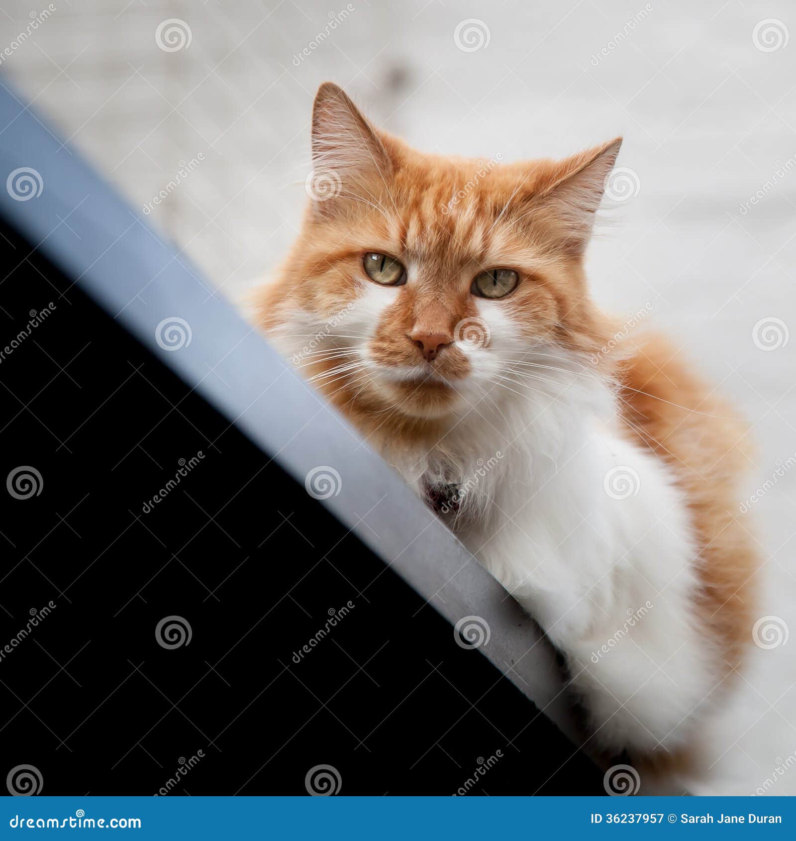 Suspicious Cat on Railing stock image. Image of face - 36237957