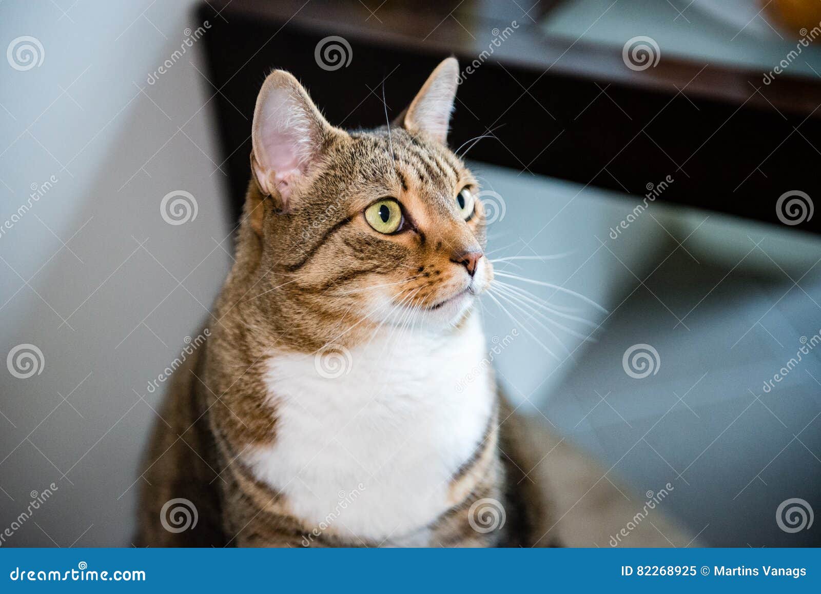 Suspicious cat stock image. Image of domestic, chordates - 82268925