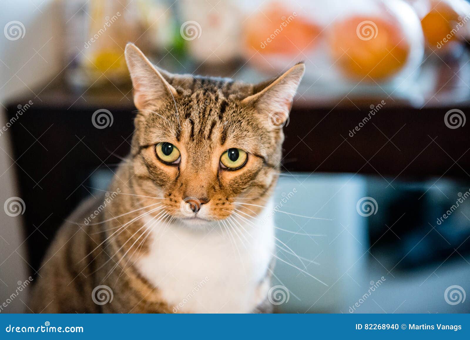 Suspicious cat stock photo. Image of friend, mammal, outside - 82268940