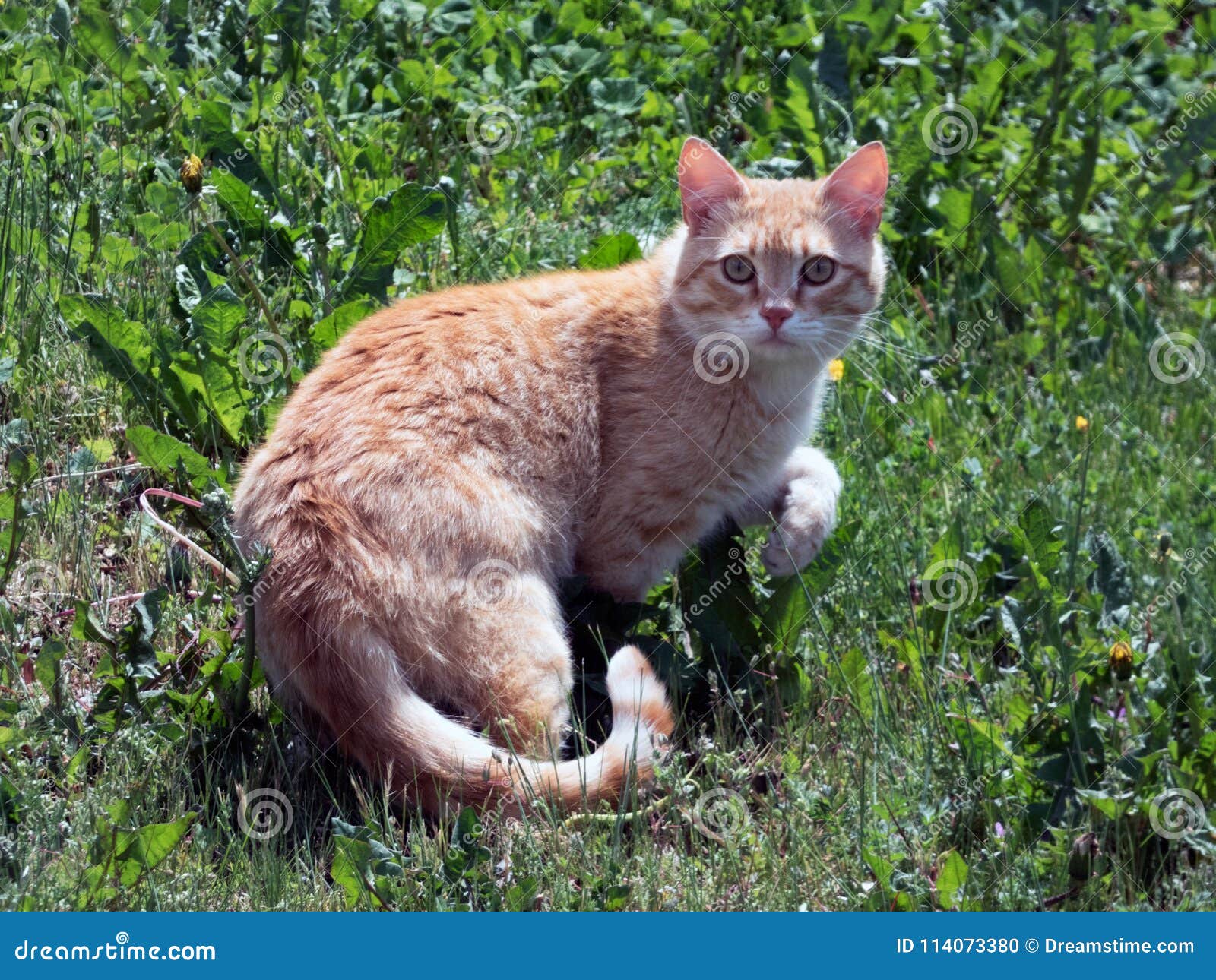 The suspicious cat stock photo. Image of mefiance, beautiful - 114073380