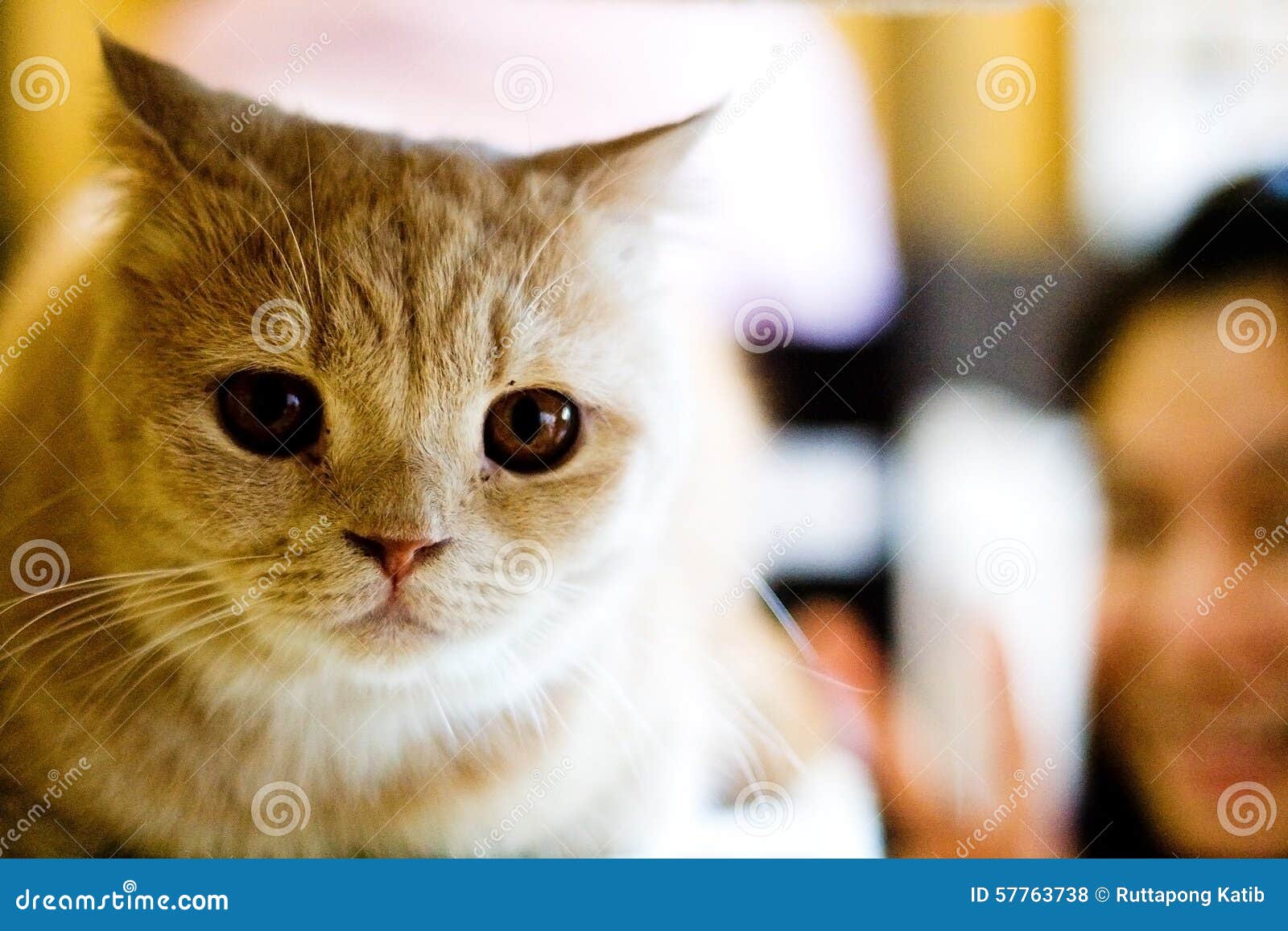 Suspicious cat stock photo. Image of today, kitty, life - 57763738