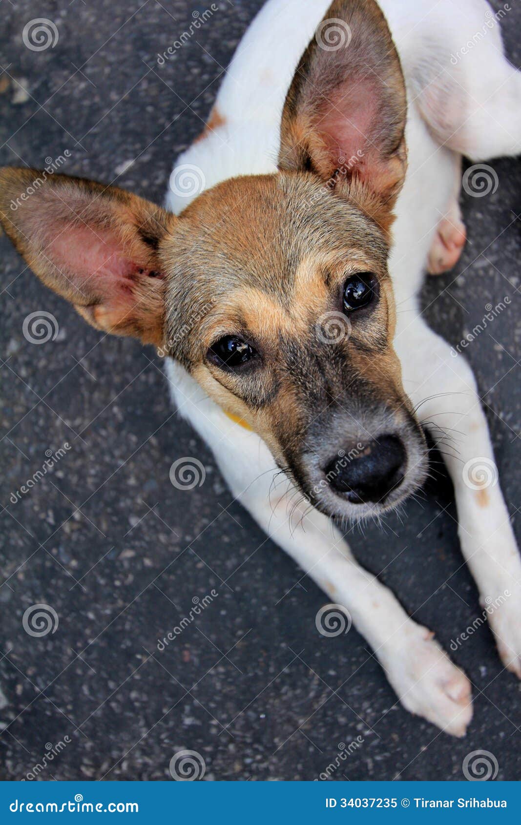 Suspicious dog stock image. Image of animal, friends - 34037235