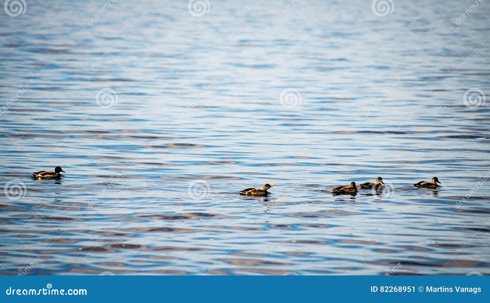 Suspicious Ducks is Playing in the Water Stock Image - Image of ...