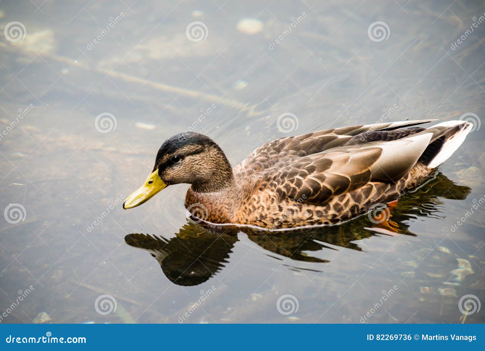 Suspicious Ducks is Playing in the Water Stock Photo - Image of ...