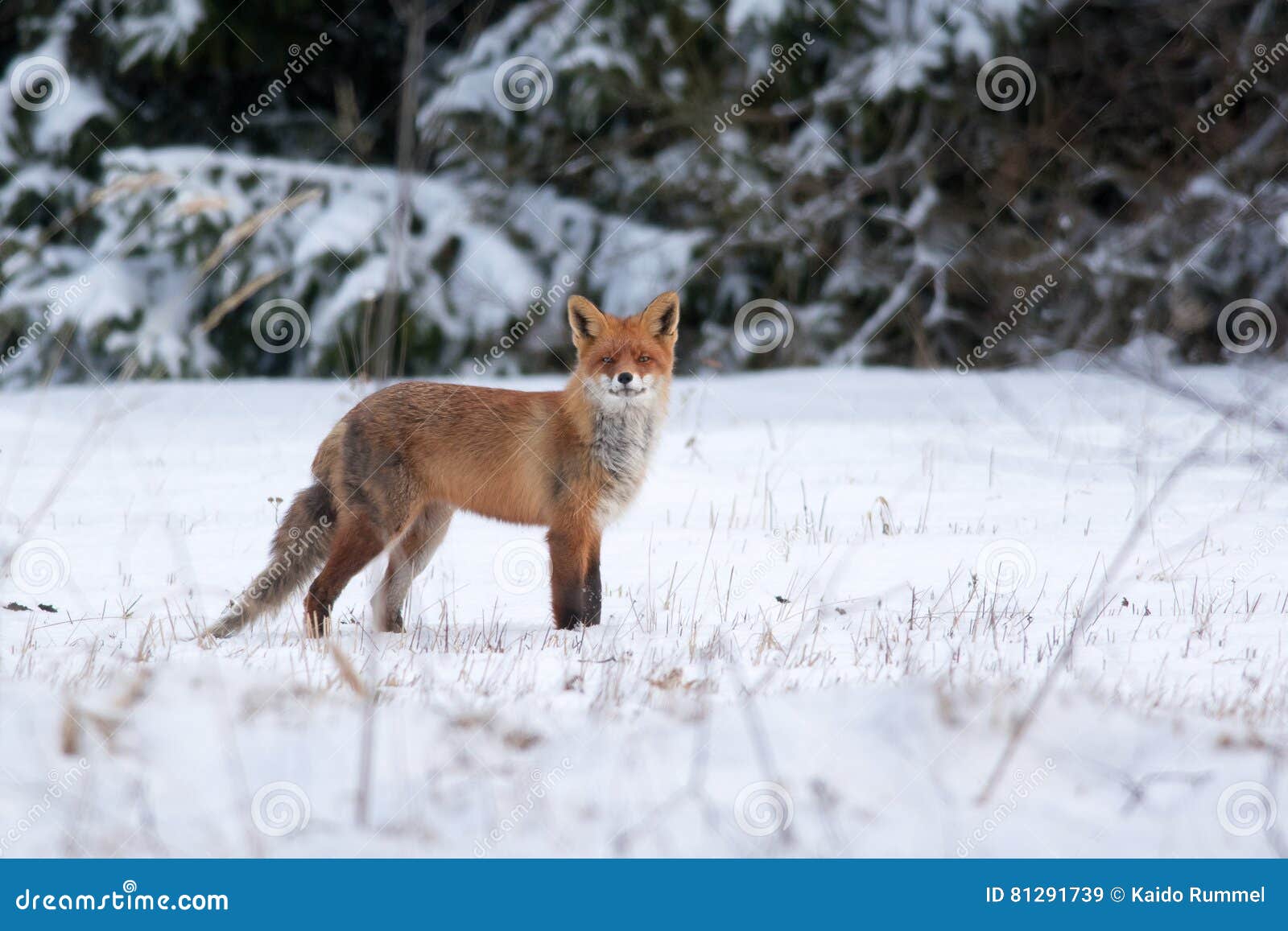 Suspicious fox stock image. Image of cold, portrait, looking - 81291739