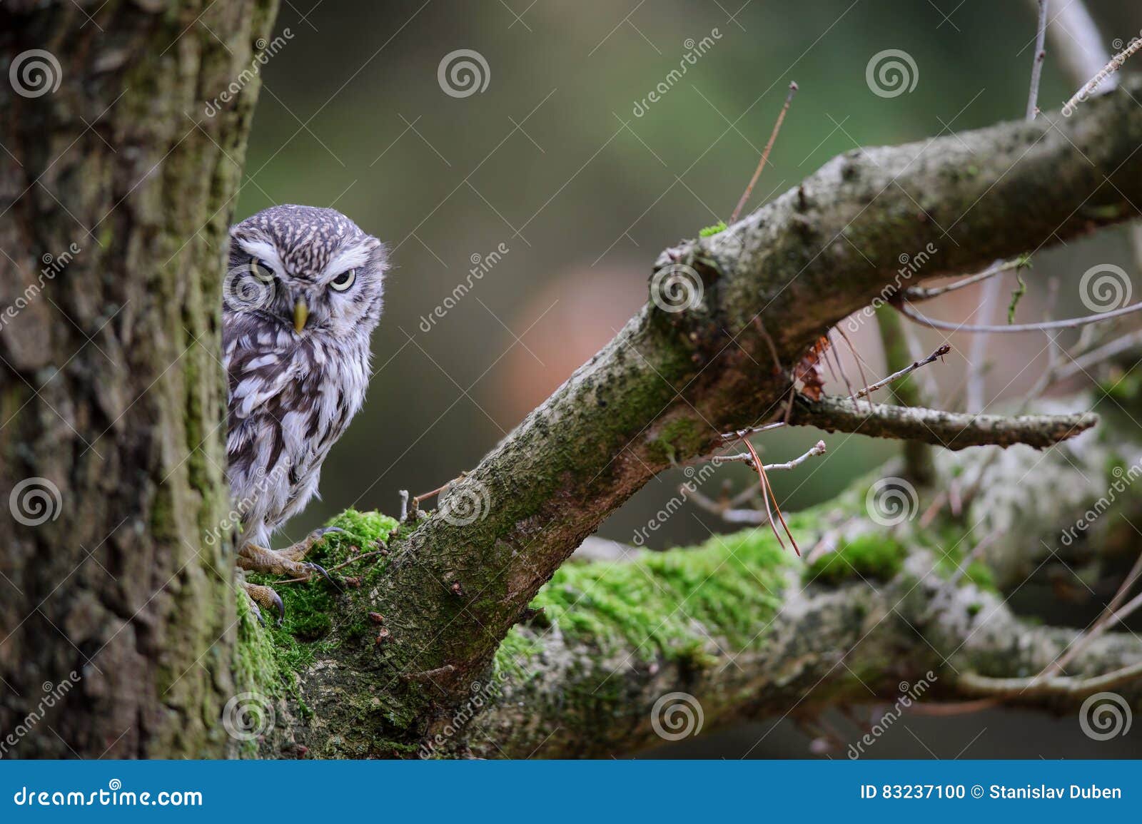Suspicious Little owl stock photo. Image of hunting, nature - 83237100