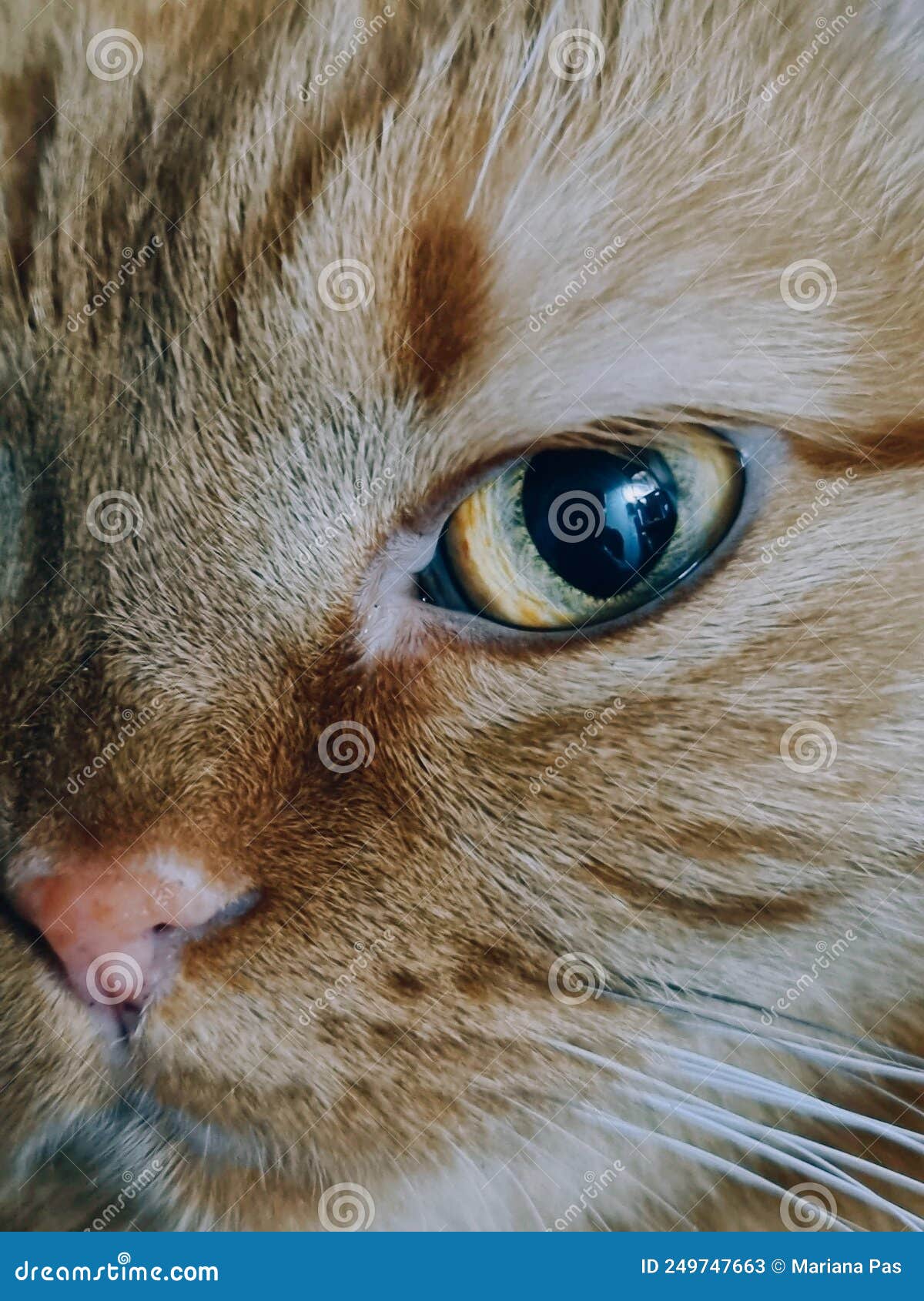 Suspicious look of the cat stock image. Image of look - 249747663