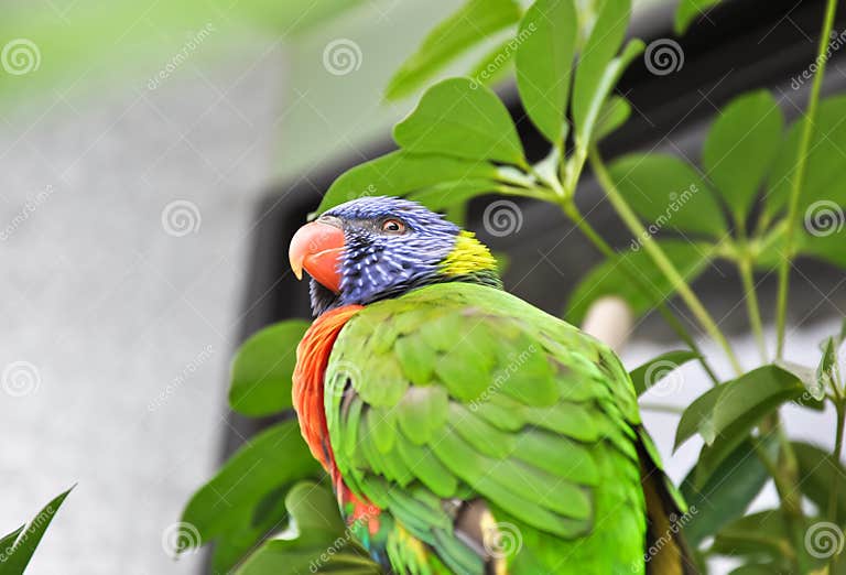 Suspicious Parrot stock photo. Image of plants, feather - 21328784