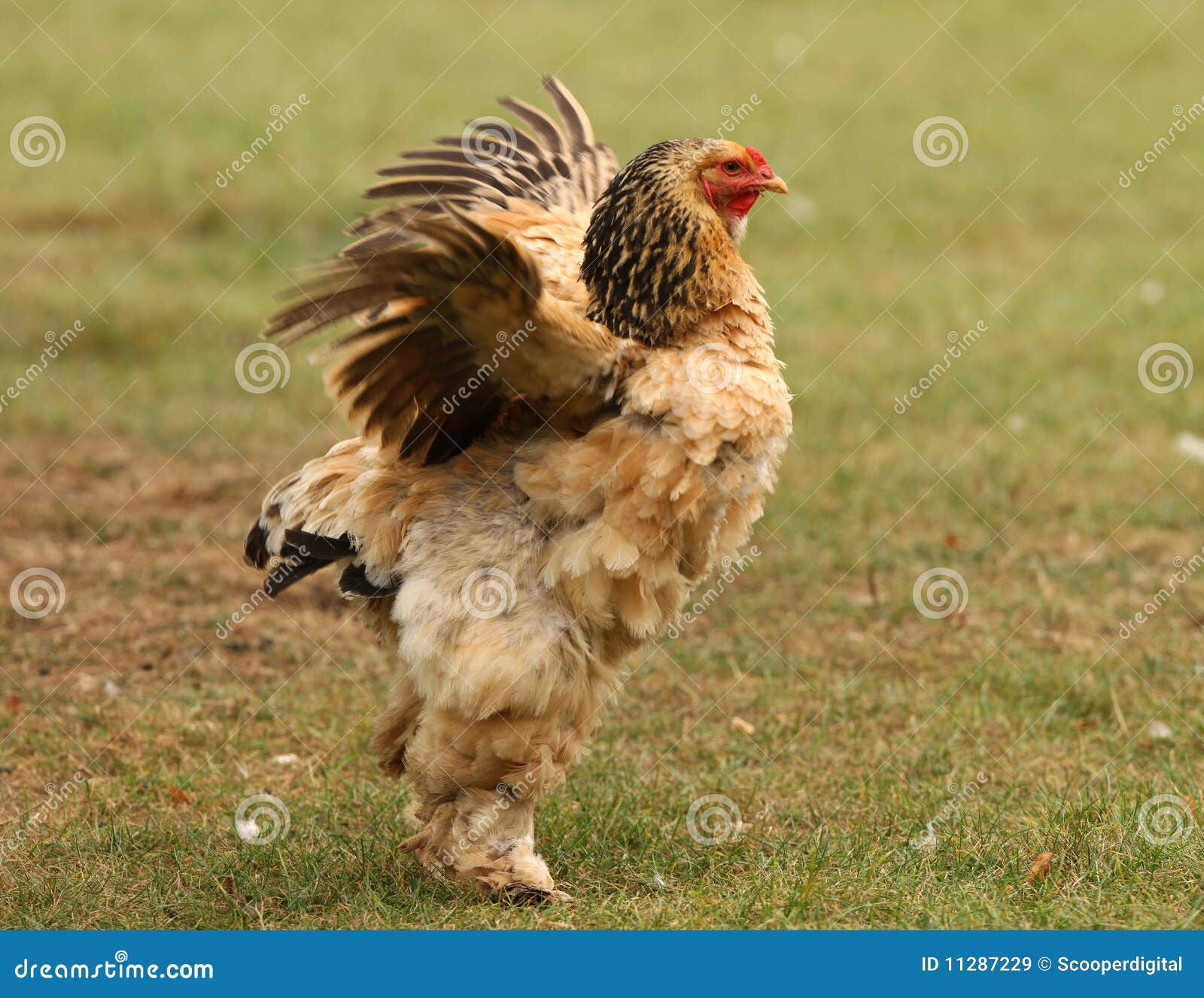 Bantam Chicken Royalty-Free Stock Image | CartoonDealer.com #10192204