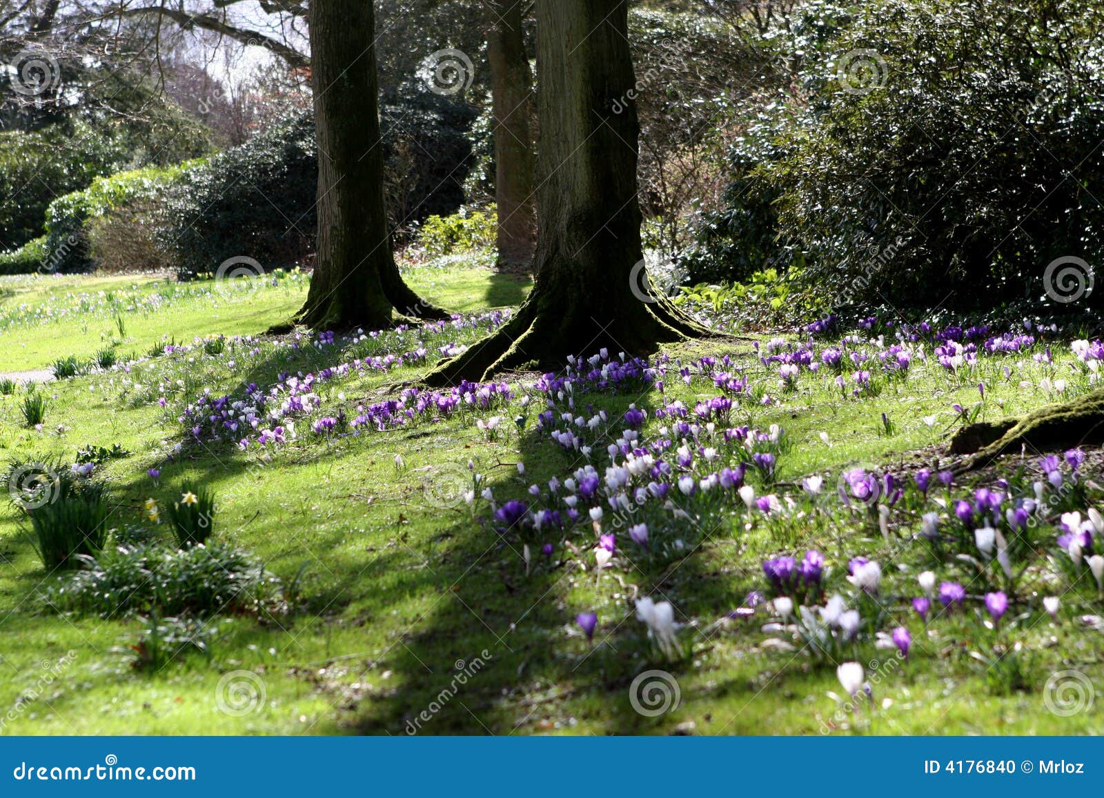 Sussex Springtime 2 stock photo. Image of england, tree - 4176840