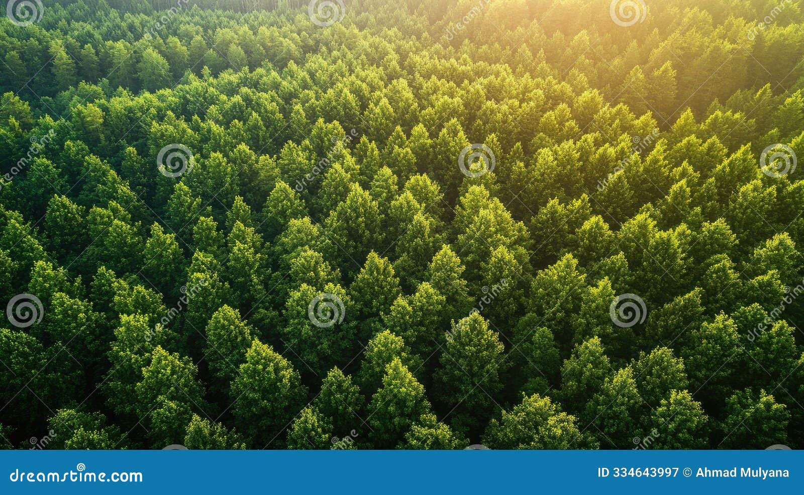 Sustainability Net Zero Carbon Negative Forest Nature Biodiversity ...