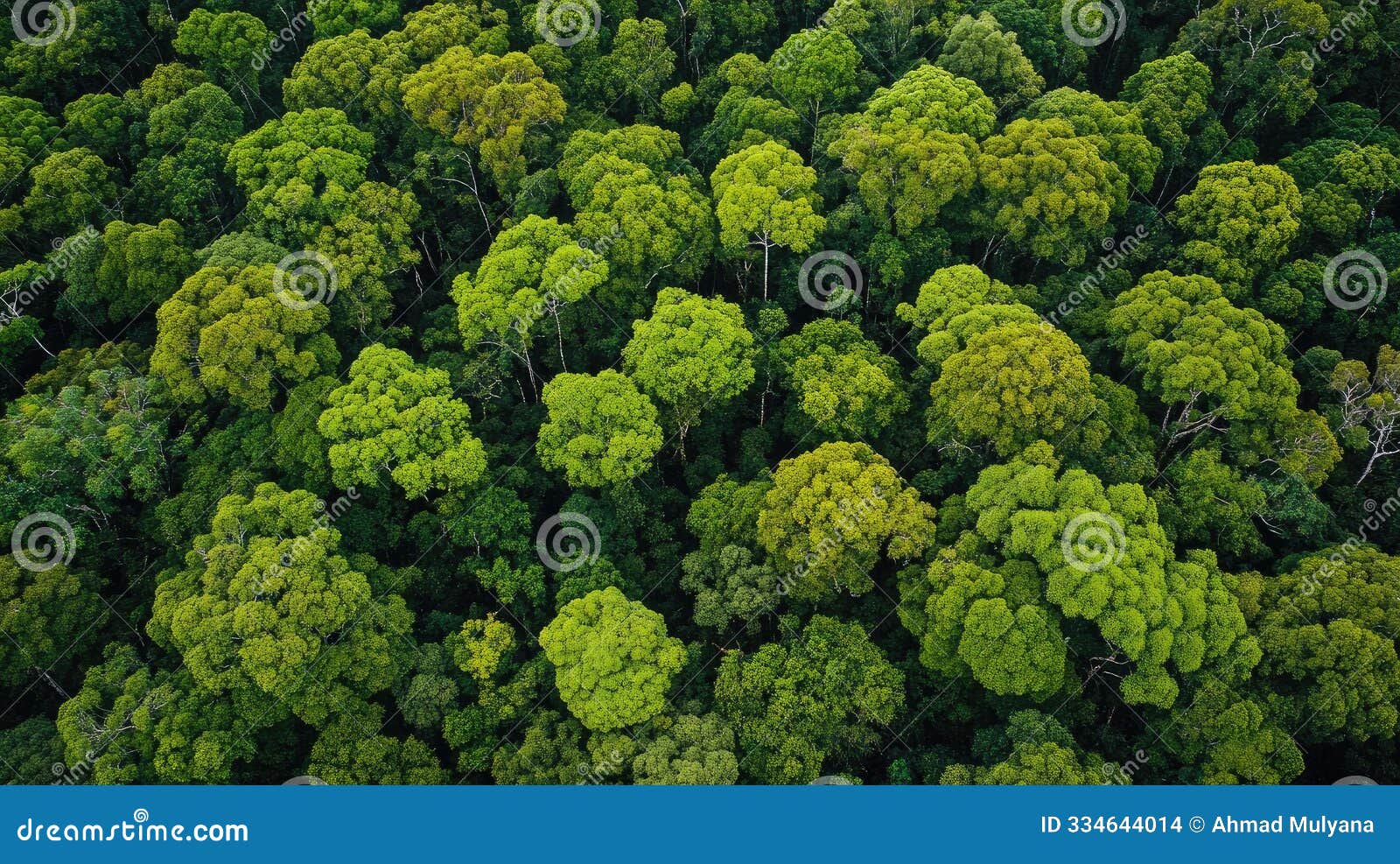 Sustainability Net Zero Carbon Negative Forest Nature Biodiversity ...