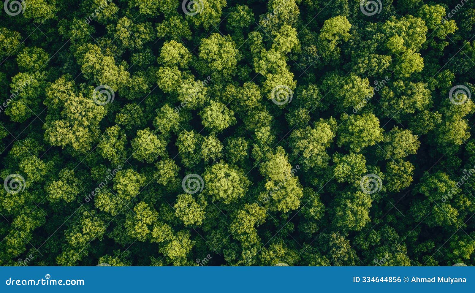 Sustainability Net Zero Carbon Negative Forest Nature Biodiversity ...