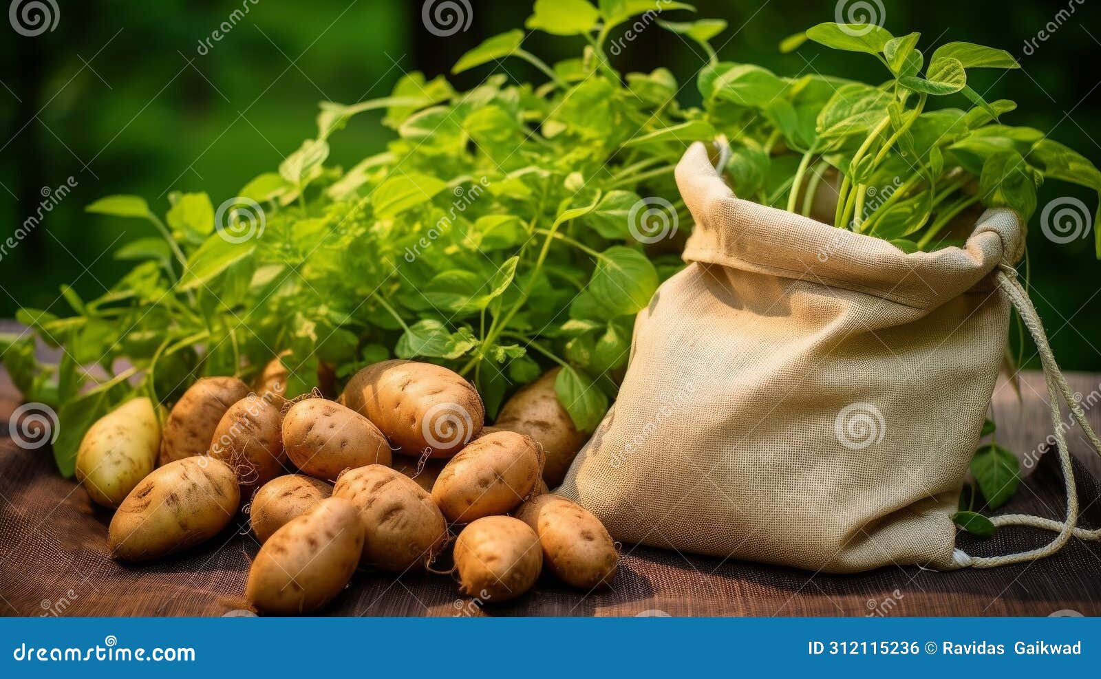 Sustainable Bag Overflowing with Potatoes Stock Illustration ...
