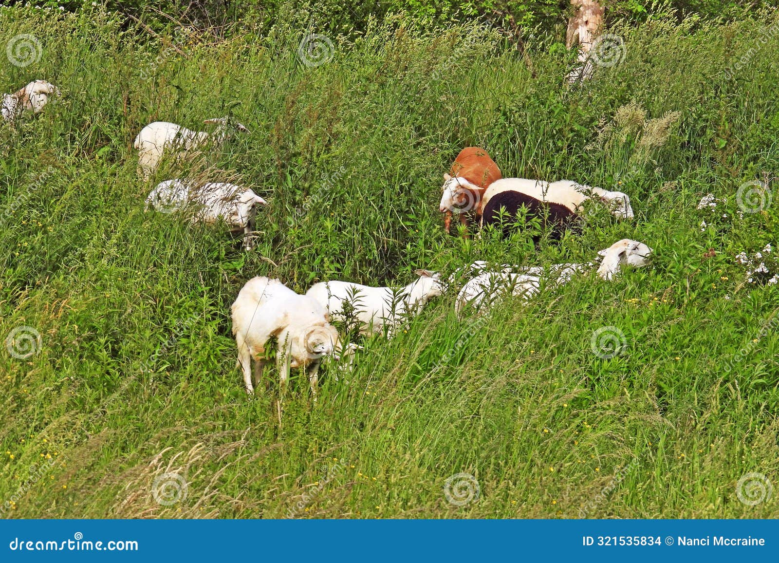 Sustainable Farming Goat Herd Pasture Field Mob Grazing Stock Photo ...