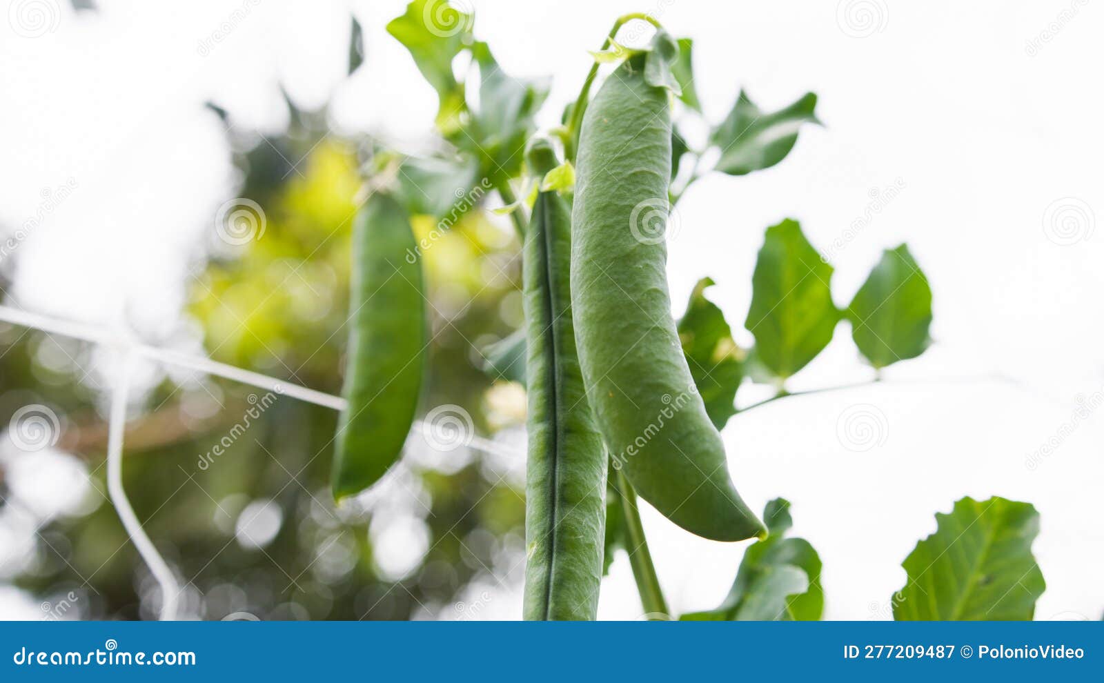 Sustainable Production of Pea Pods in Farm. Stock Image - Image of ...