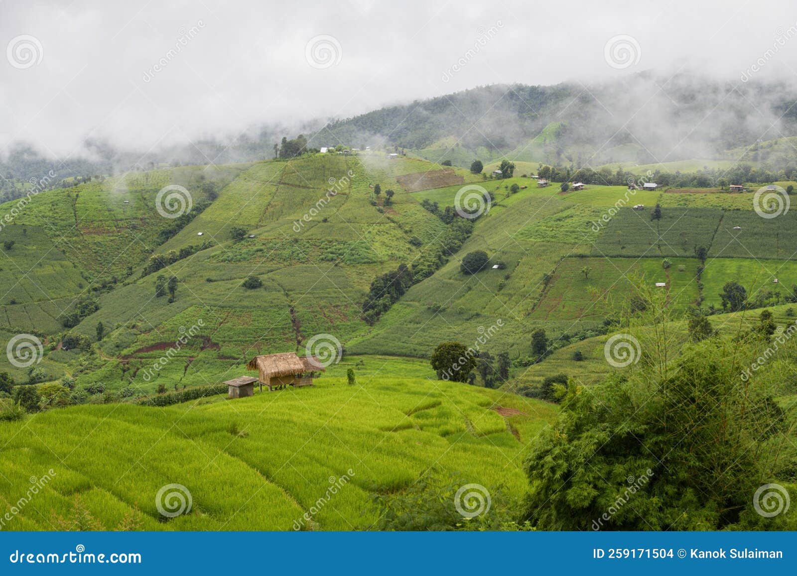 Sustainable Rice and Corn Fields, Chiang Mai, Thailand Stock Photo ...