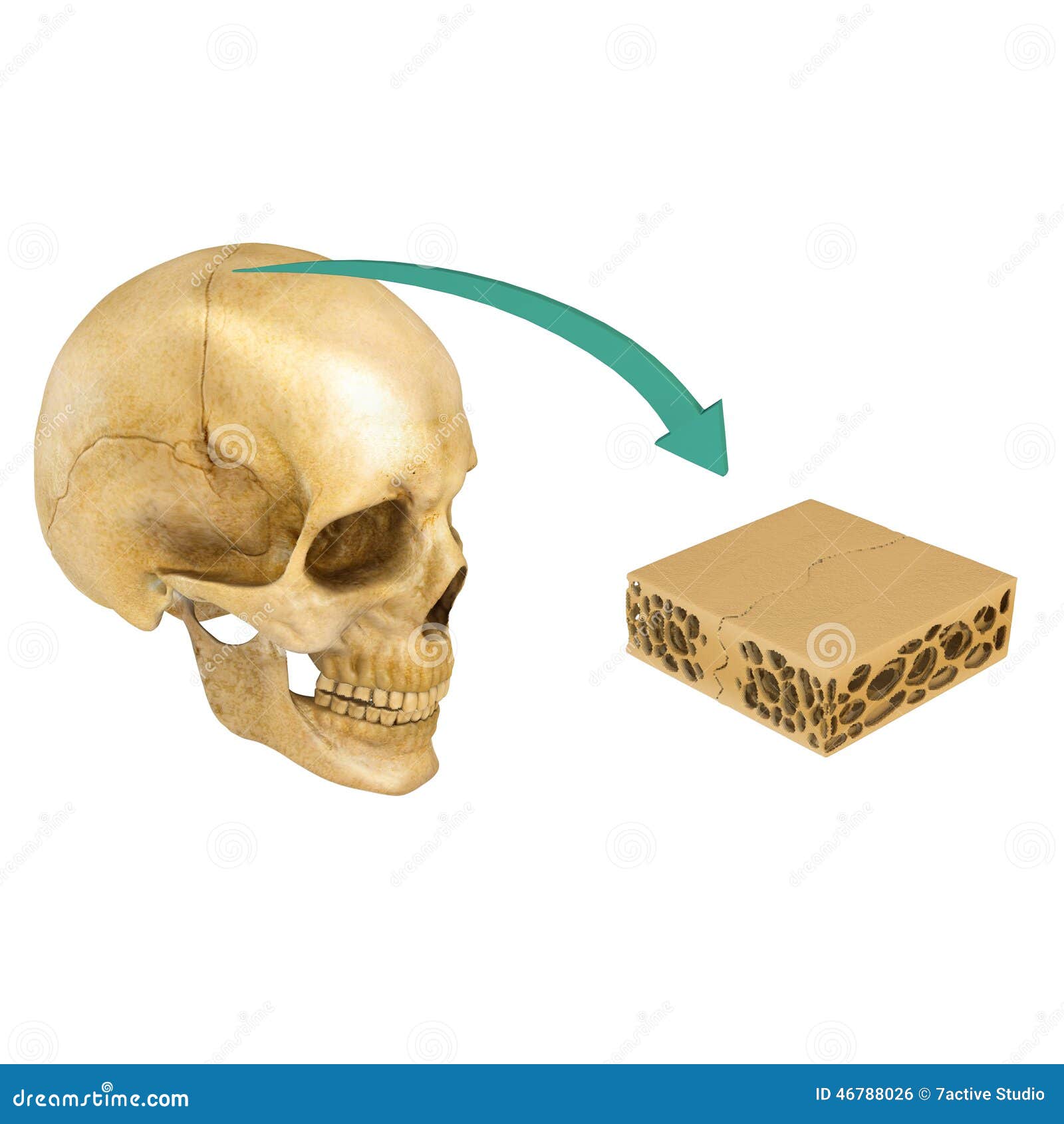 Suture Entre Les Os De Crâne Illustration Stock - Illustration du ...