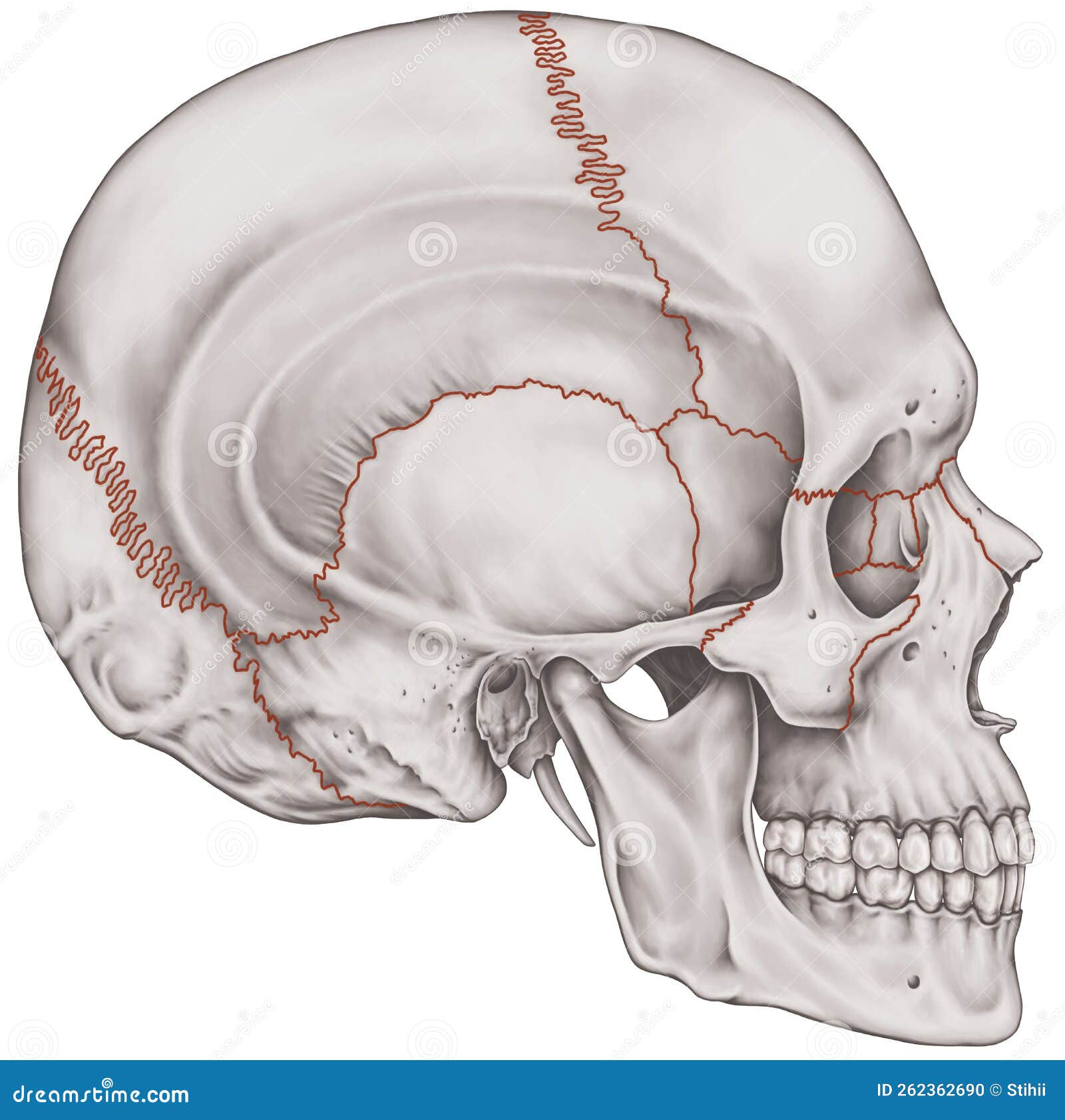 Suture Between Skull Bones Stock Photography | CartoonDealer.com #46788026
