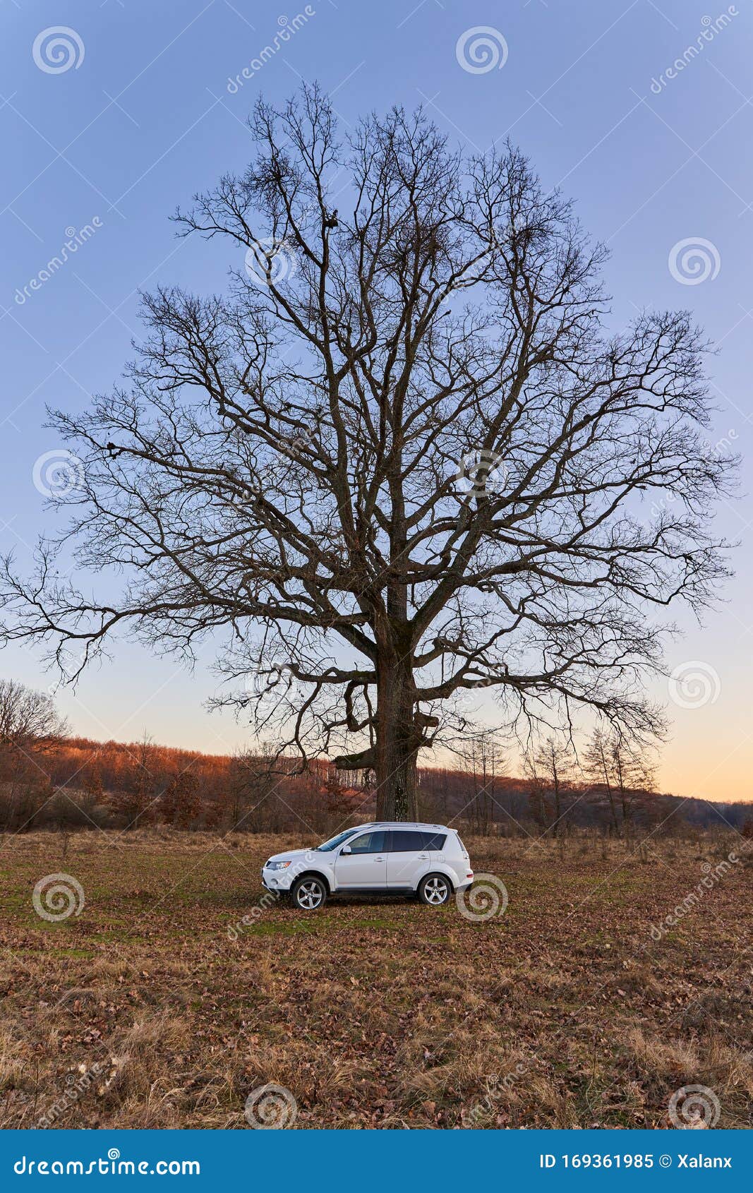 SUV car by a large tree stock image. Image of utility - 169361985