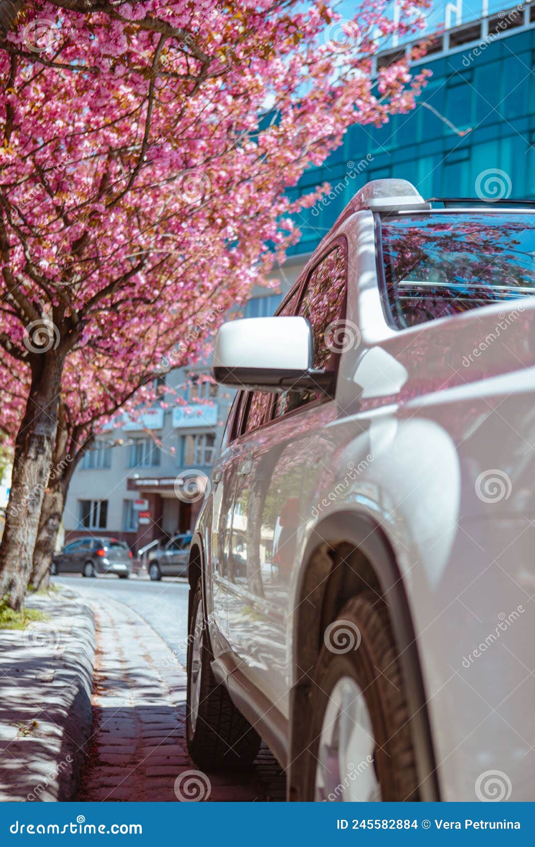 Suv Car Parked Under Blooming Sakura Tree Stock Photo - Image of ...