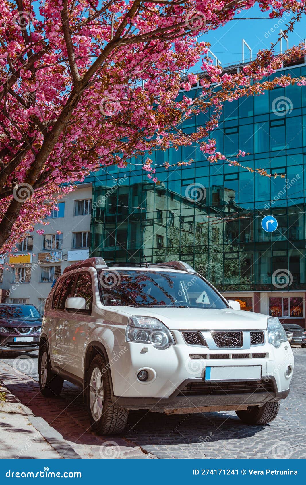 Suv Car Parked Under Blooming Sakura Tree Stock Image - Image of street ...