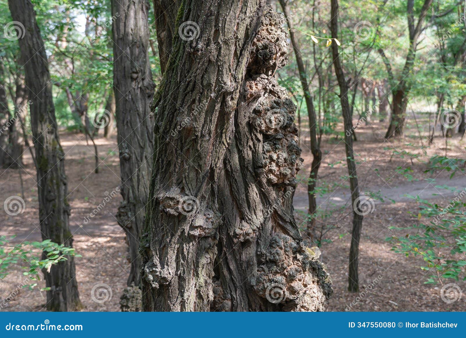 Suvel is Spherical Growth on Tree in Forest. Trunk with Burls is ...