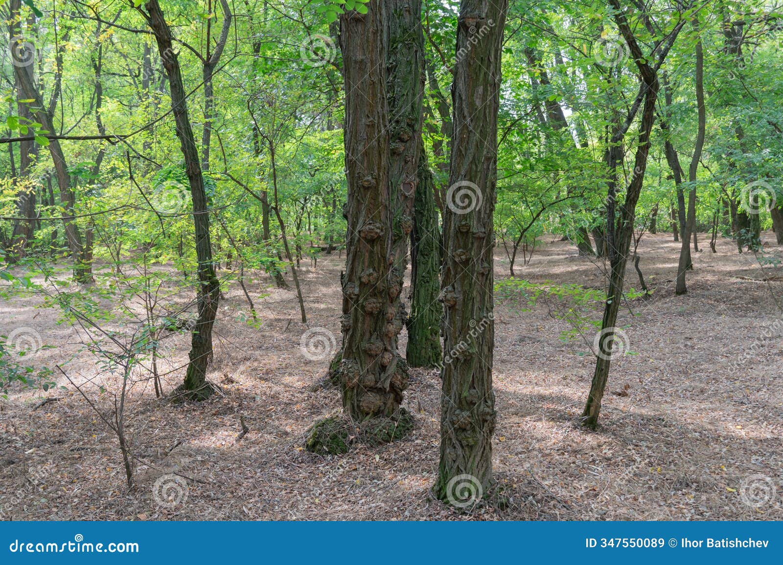 Suvel is Spherical Growth on Tree in Forest. Trunk with Burls is ...