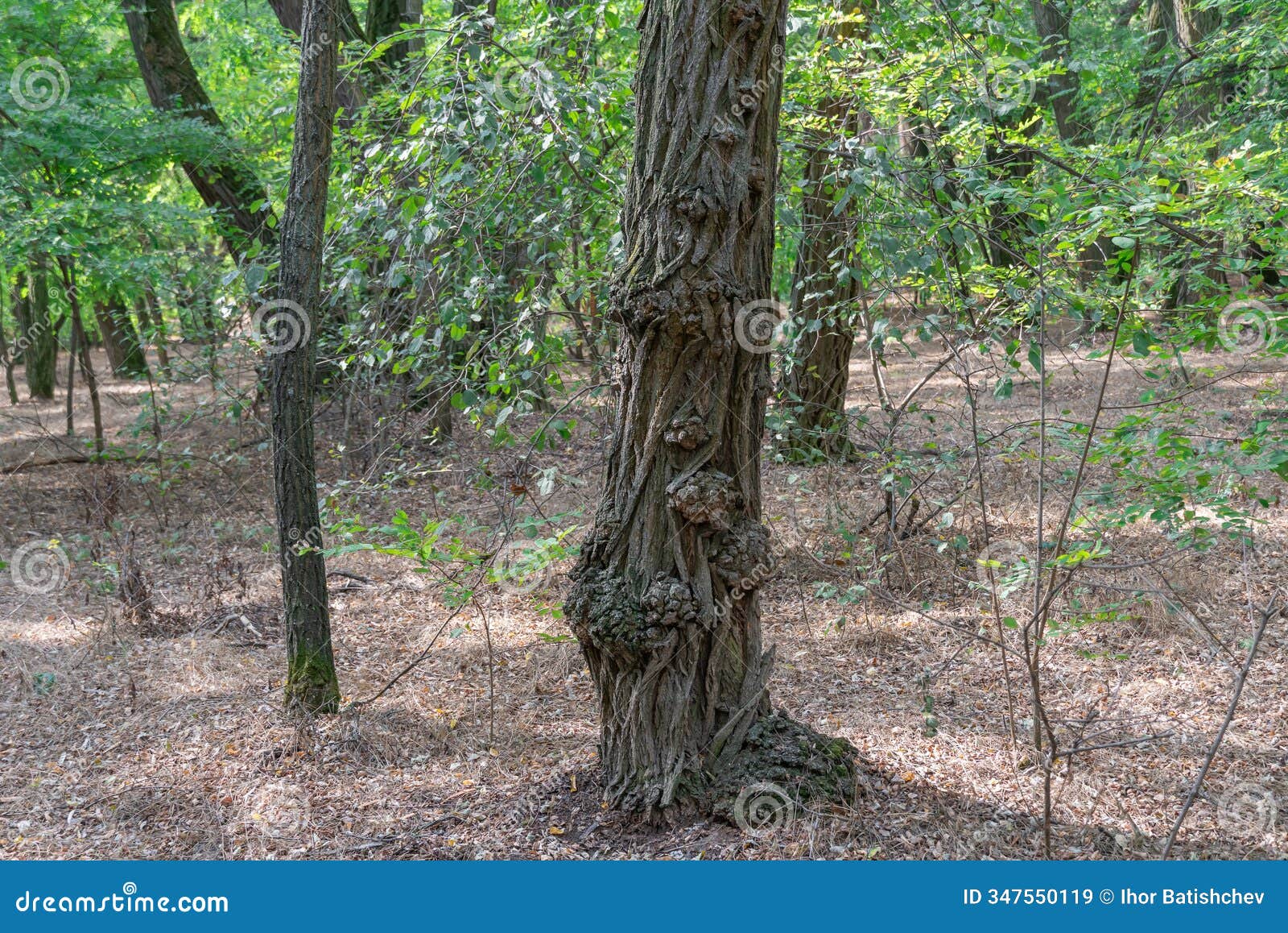 Suvel is Spherical Growth on Tree in Forest. Trunk with Burls is ...