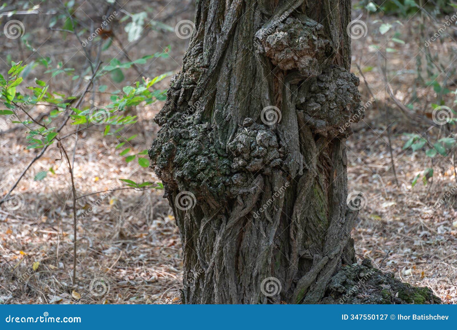 Suvel is Spherical Growth on Tree in Forest. Trunk with Burls is ...