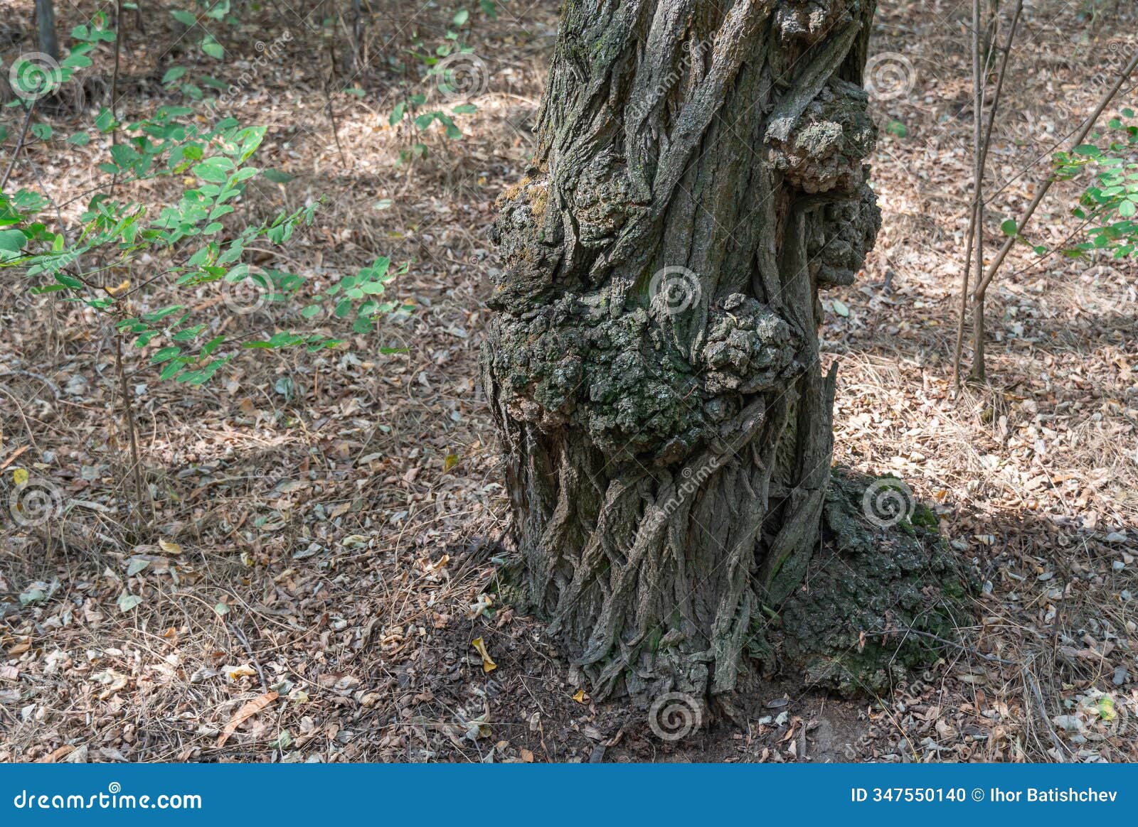 Suvel is Spherical Growth on Tree in Forest. Trunk with Burls is ...