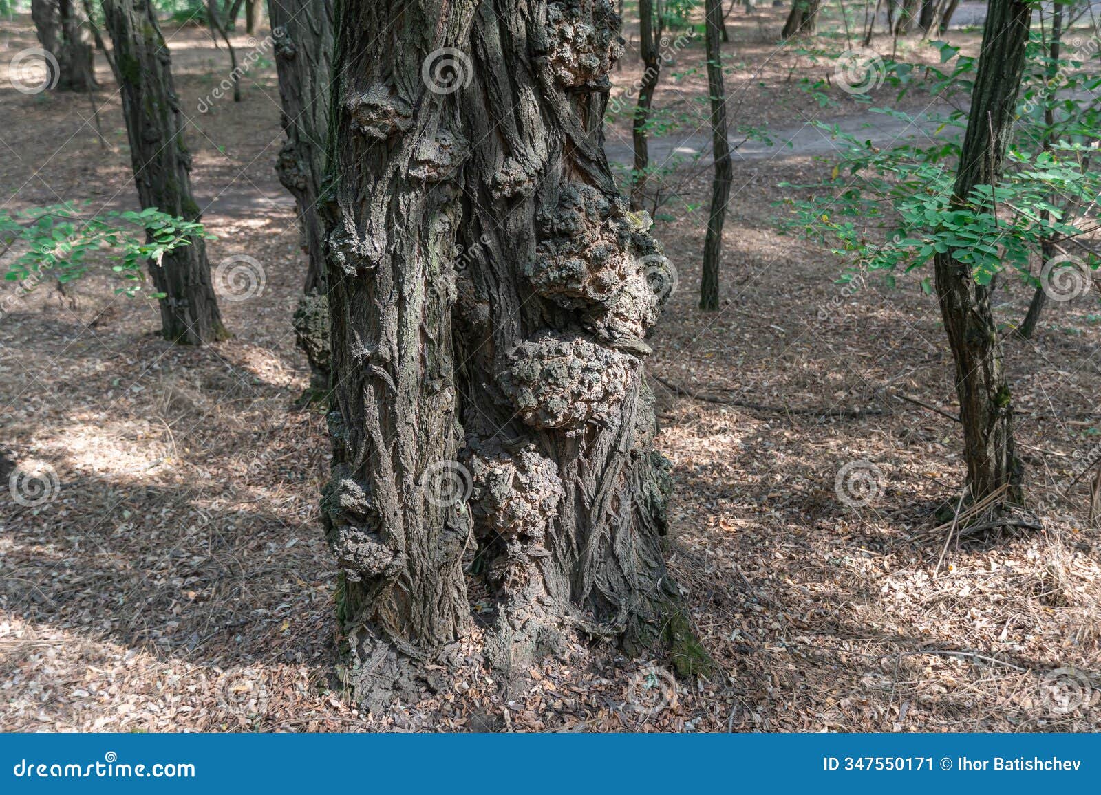 Suvel is Spherical Growth on Tree in Forest. Trunk with Burls is ...