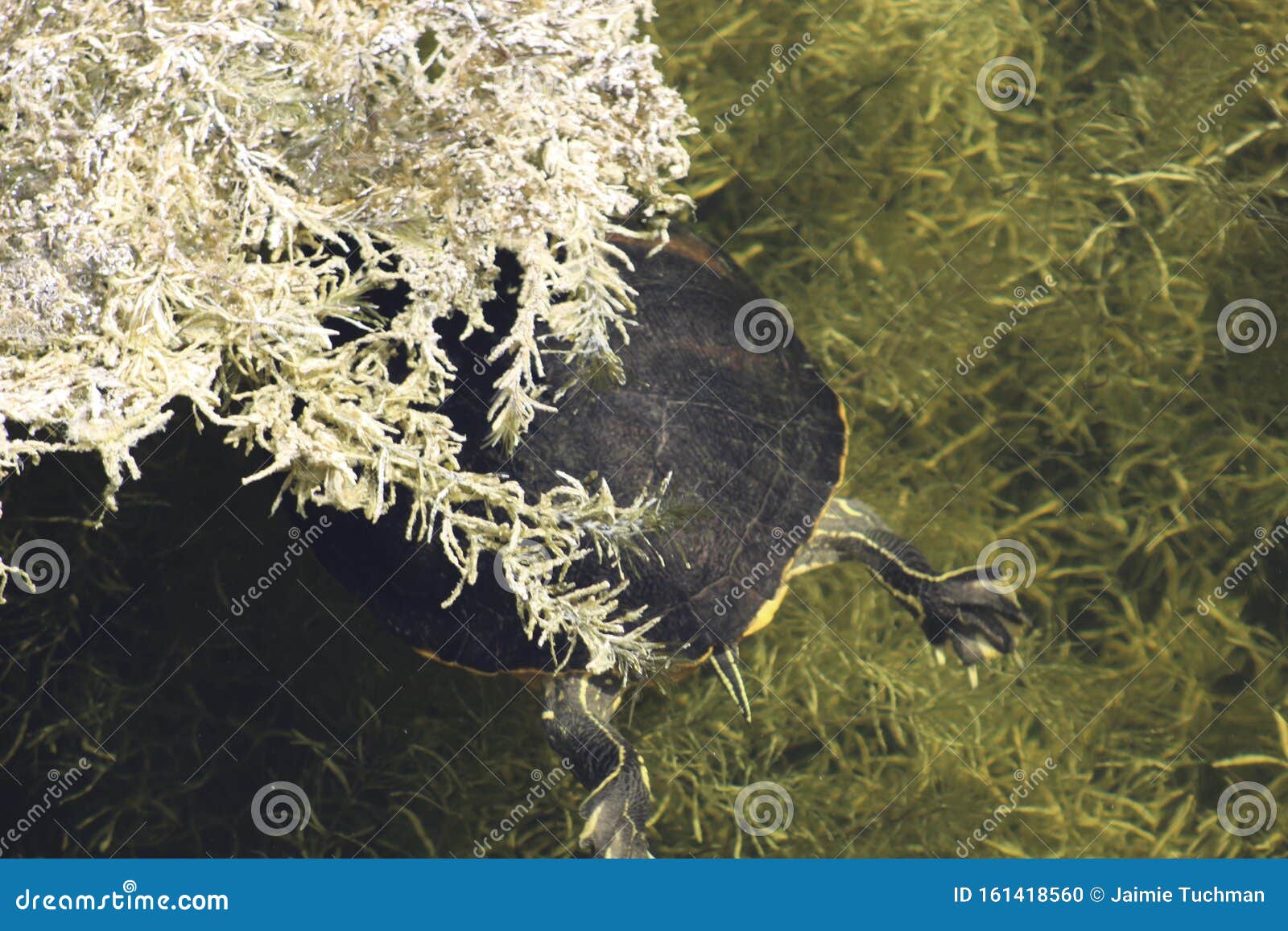 Turtle Swimming in the Swamp Stock Photo - Image of park, algae: 161418560