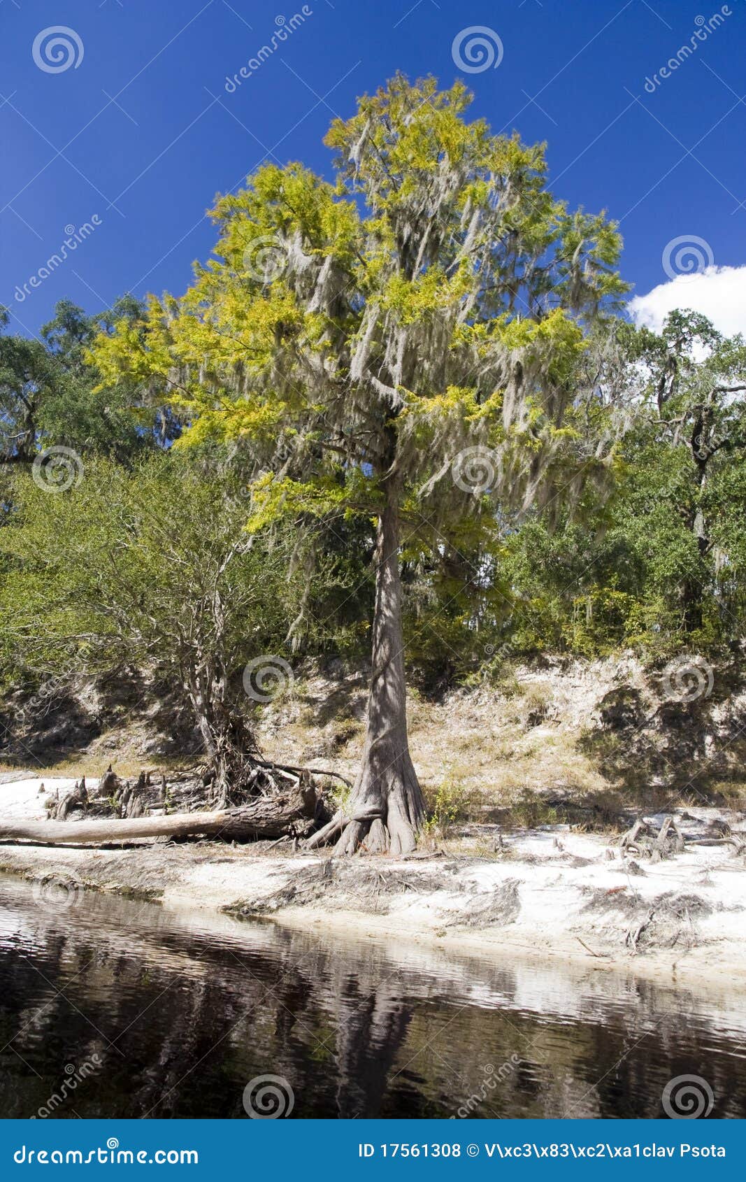 Suwannee River Trail Royalty-Free Stock Photo | CartoonDealer.com #44726757