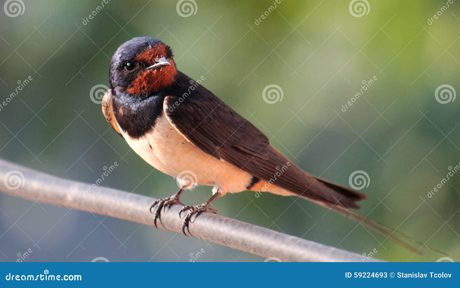 Svala fotografering för bildbyråer. Bild av svala, finka - 59224693