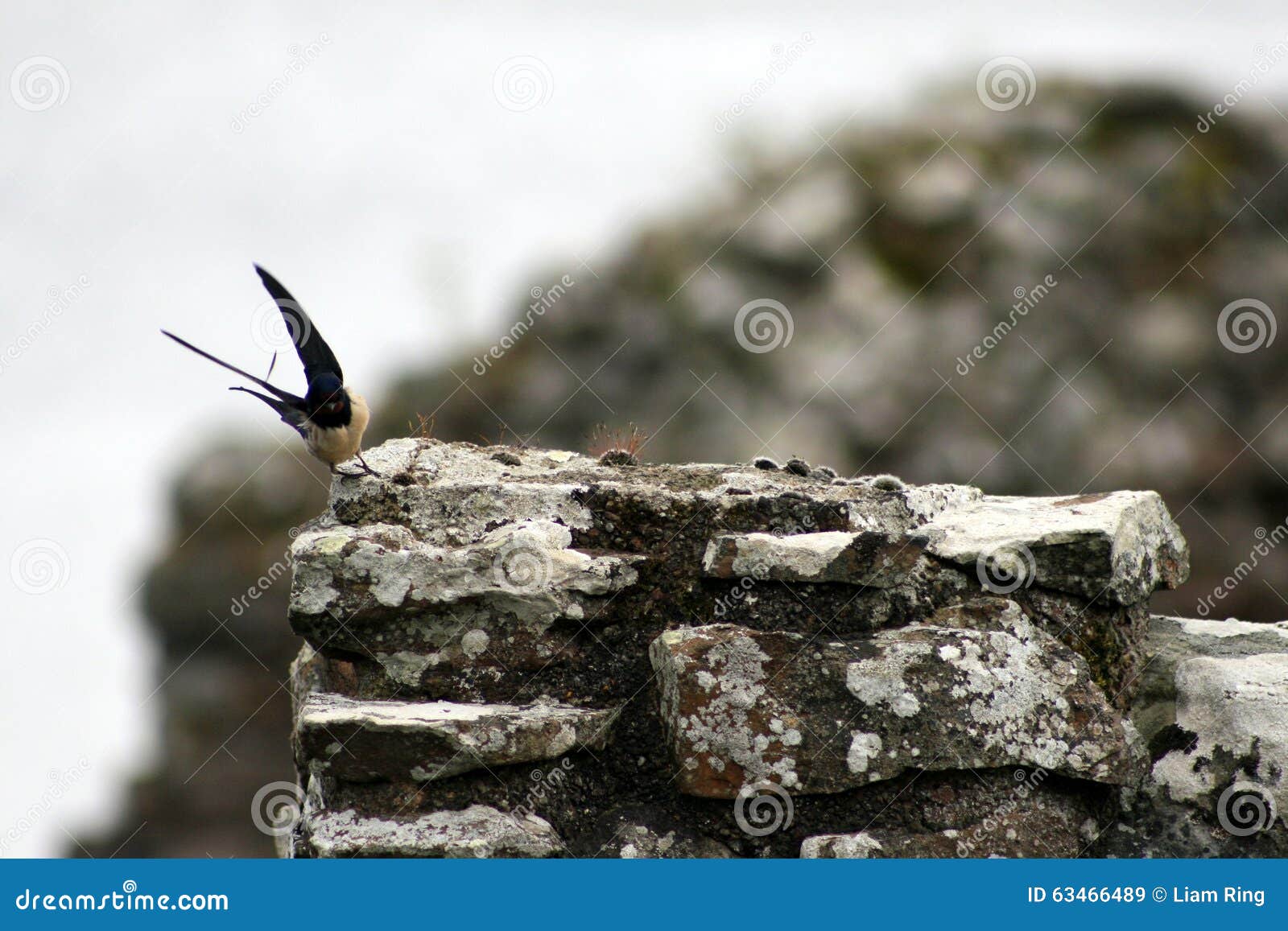 Svala fotografering för bildbyråer. Bild av flyg, fjädrar - 63466489