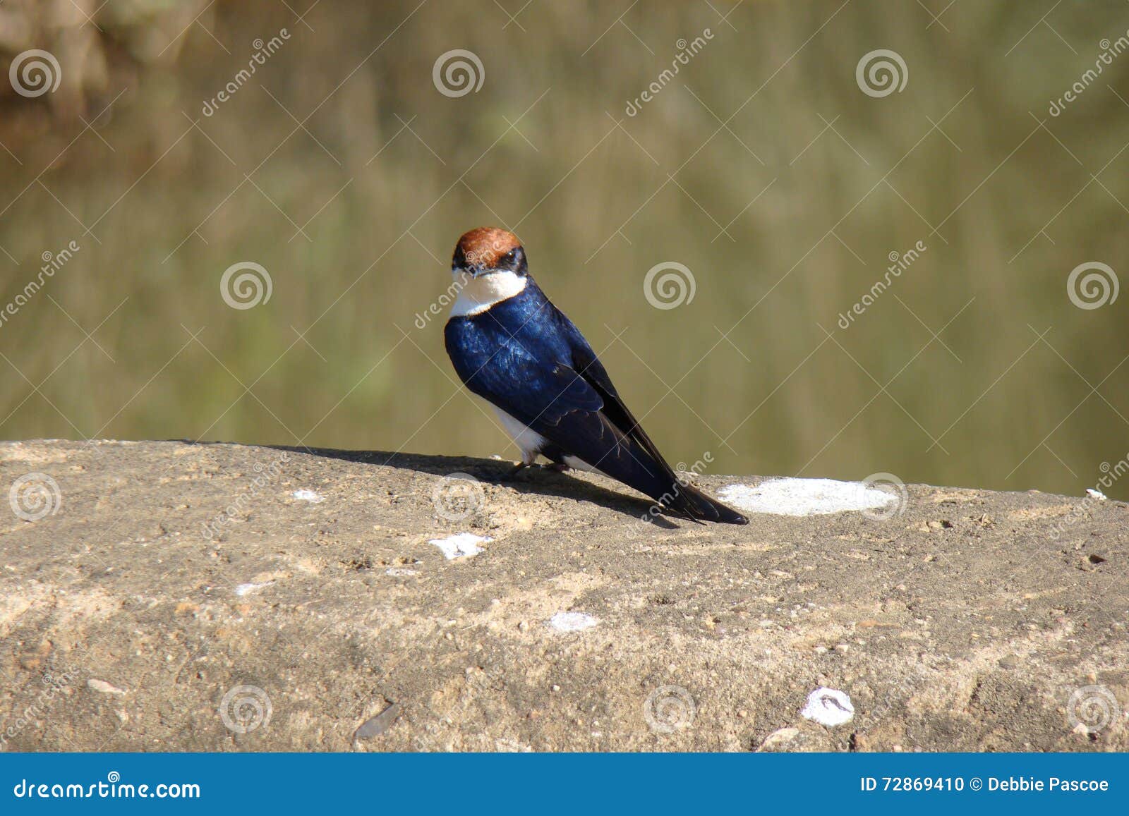 Svala arkivfoto. Bild av konkret, vikt, skräddarsydd - 72869410