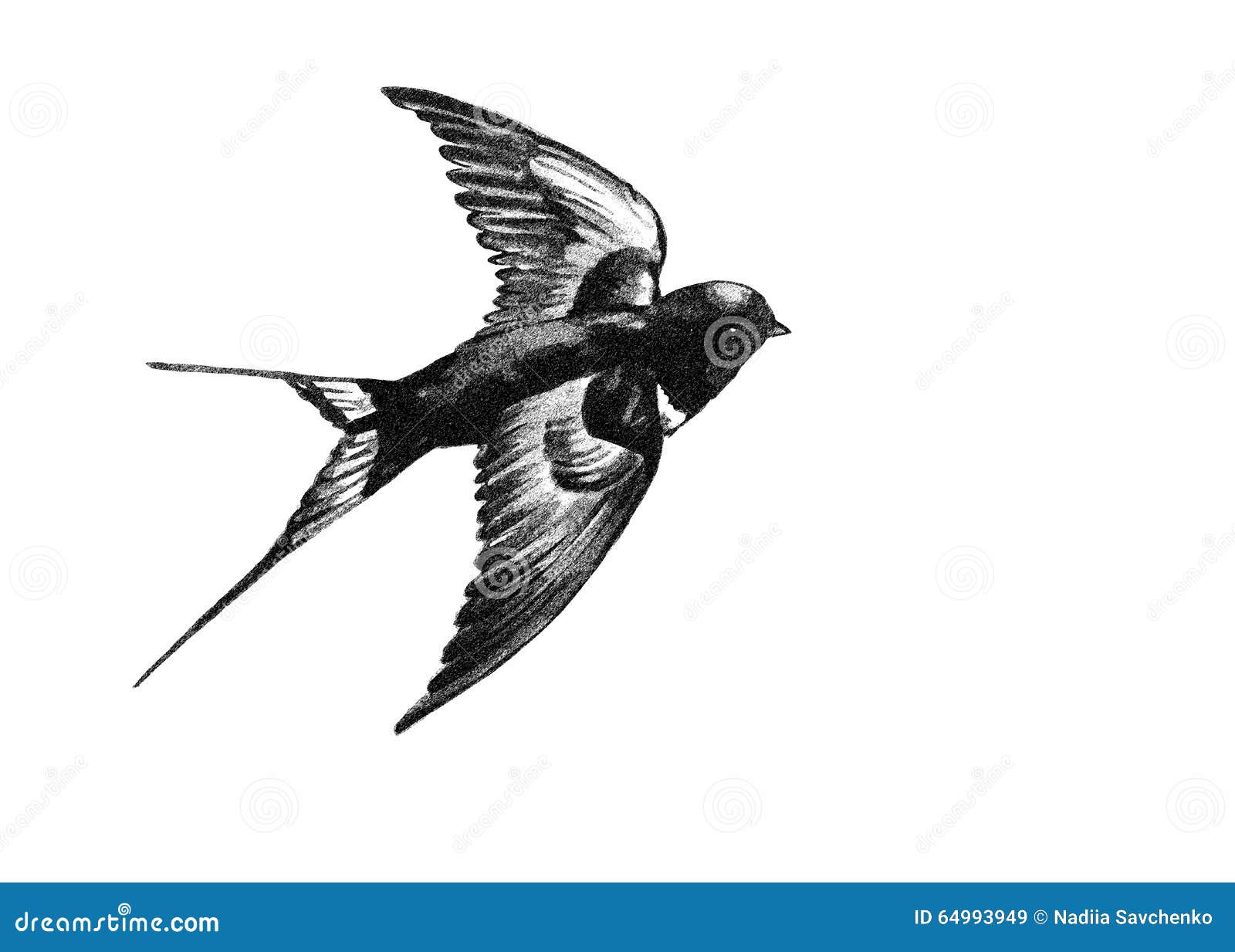 Svala Som Flyger Den Svartvita Teckningen Vektor Illustrationer ...