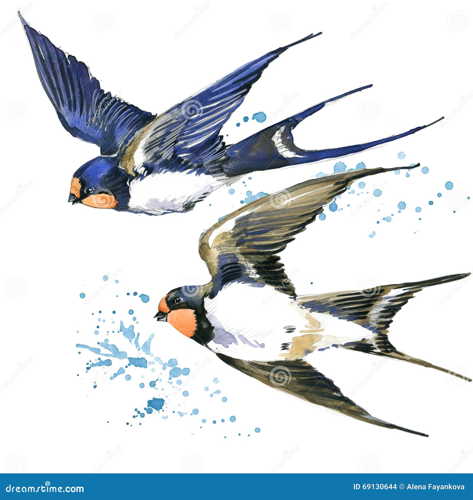 Svala Svalavattenfärgillustration Stock Illustrationer - Illustration ...