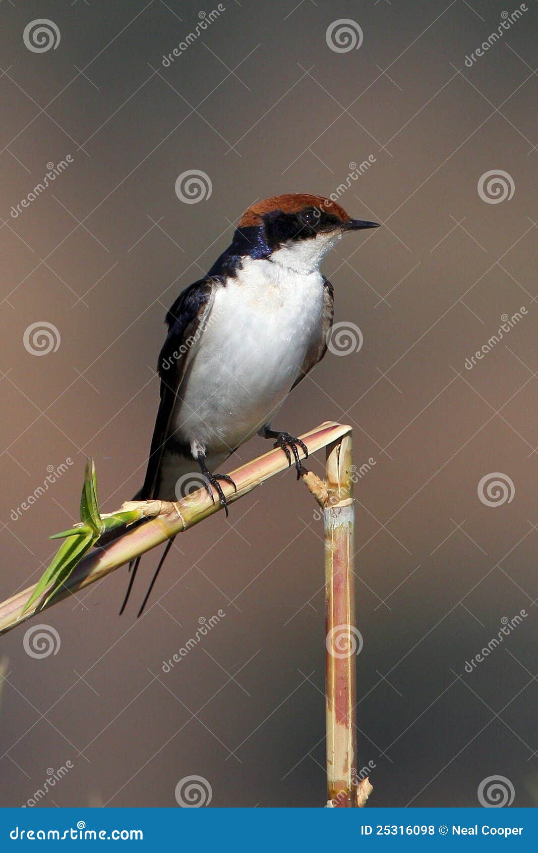 Svala tailed tråd arkivfoto. Bild av bamberger, svala - 25316098