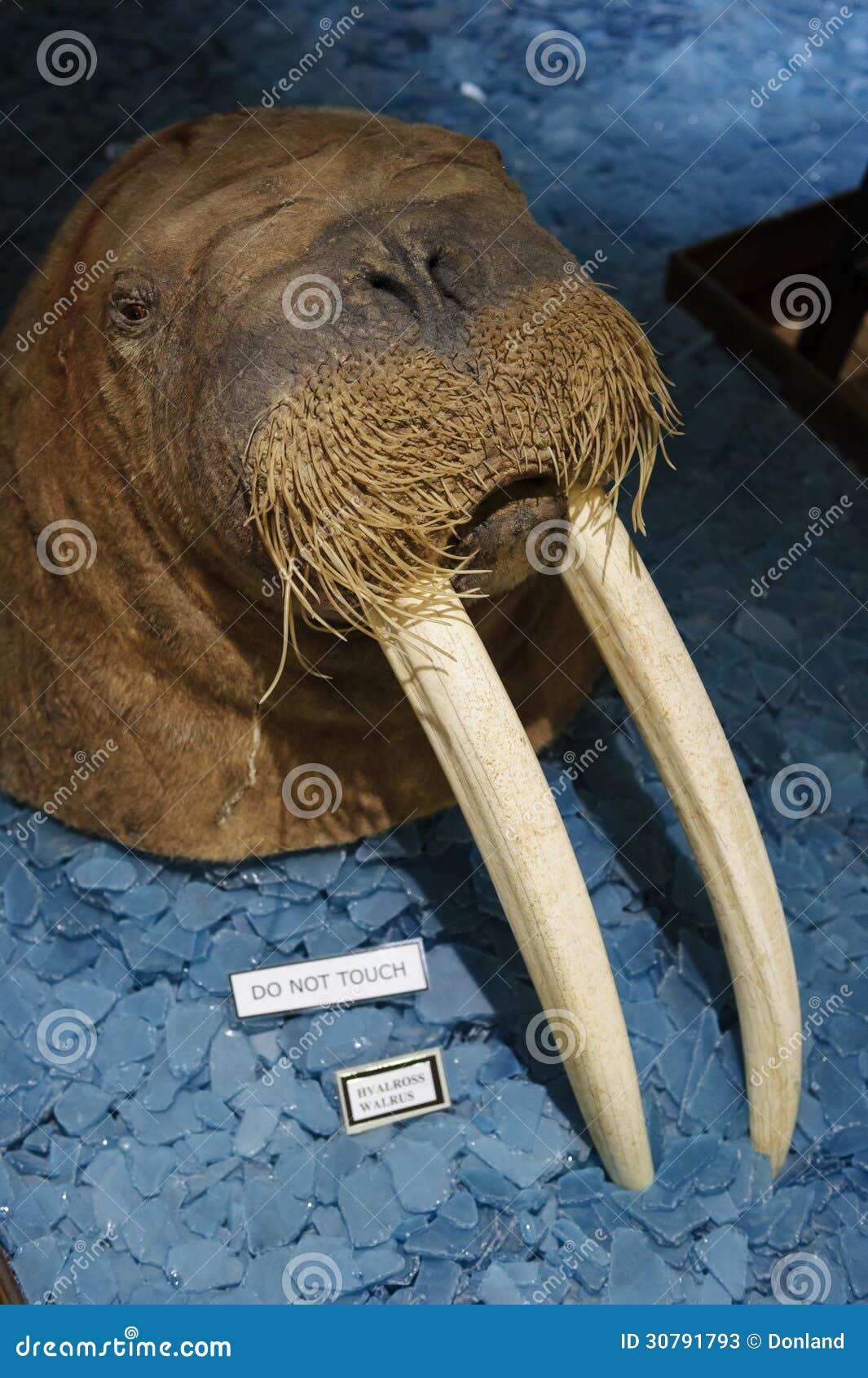 Svalbard Museum, Longyearbyena, Svalbard, Norway Editorial Stock Photo ...
