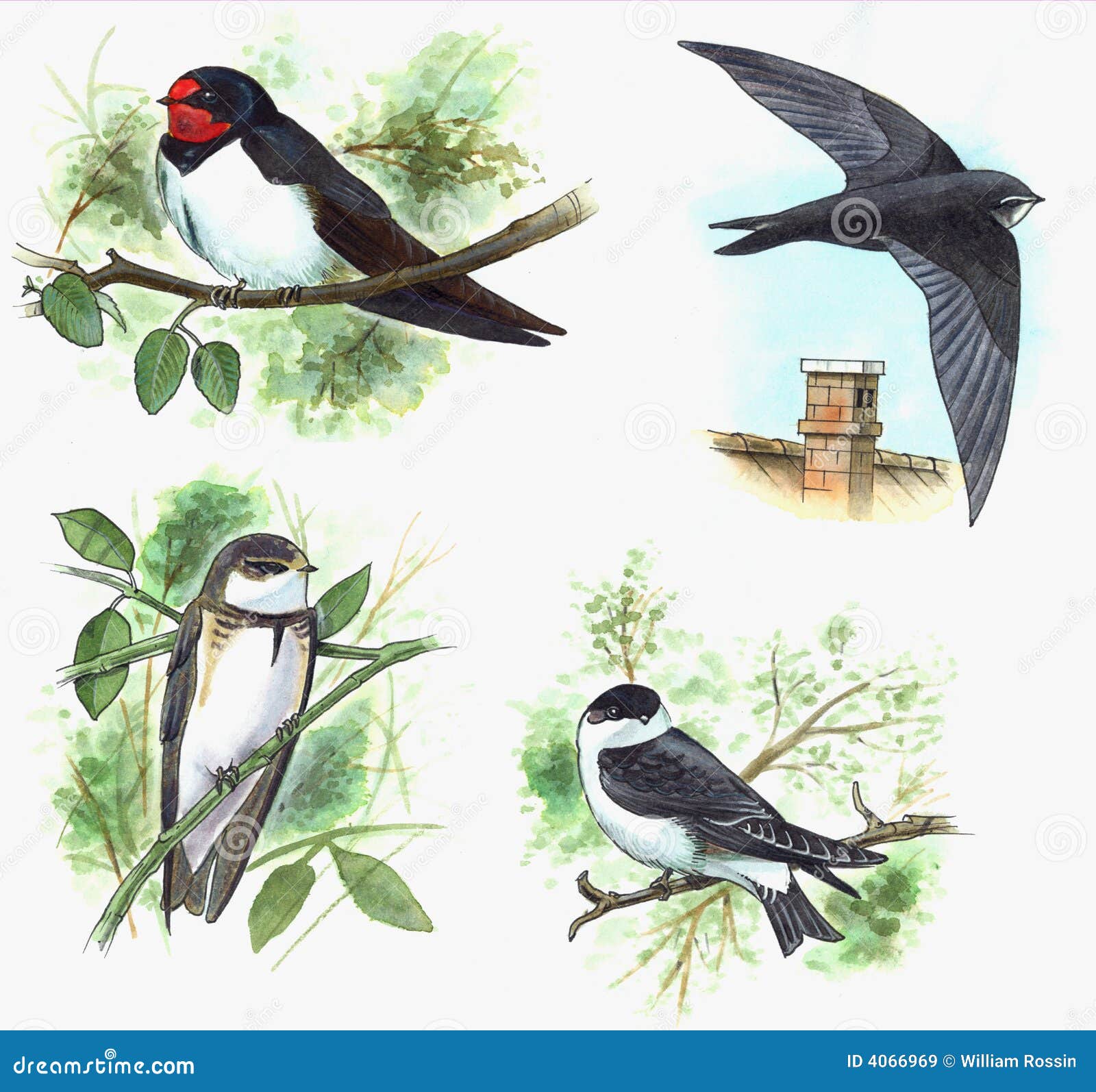 Svalor stock illustrationer. Illustration av fjäder, illustration - 4066969