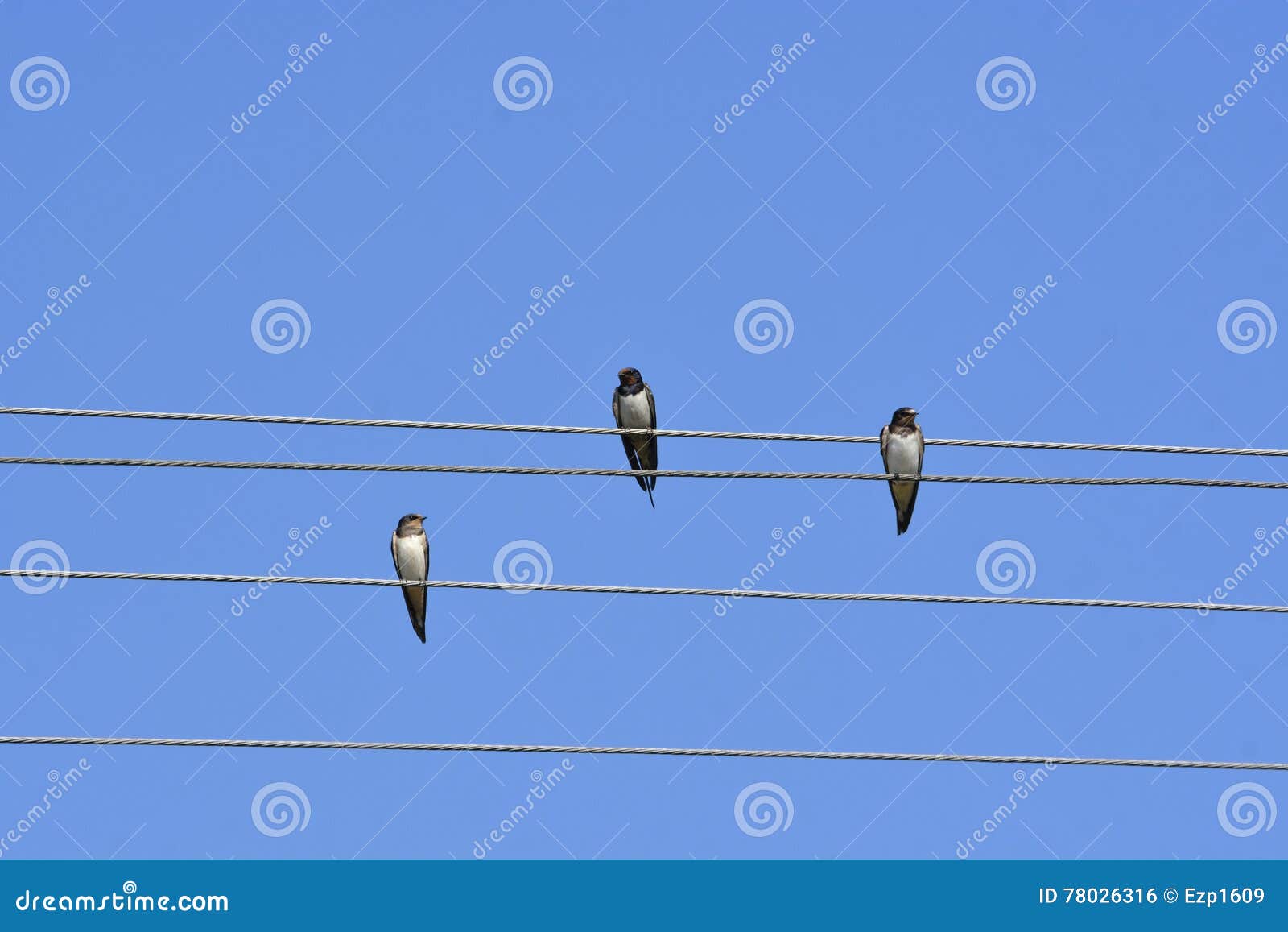 Svalor arkivfoto. Bild av litet, flyg, ornitologi, observation - 78026316