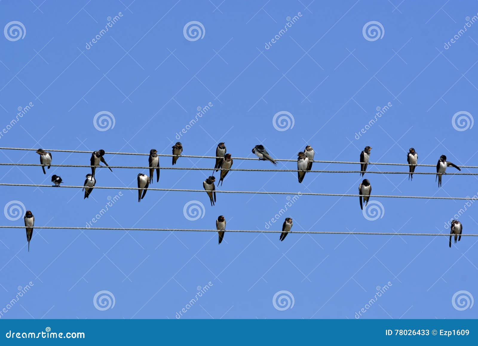 Svalor fotografering för bildbyråer. Bild av svalor, litet - 78026433