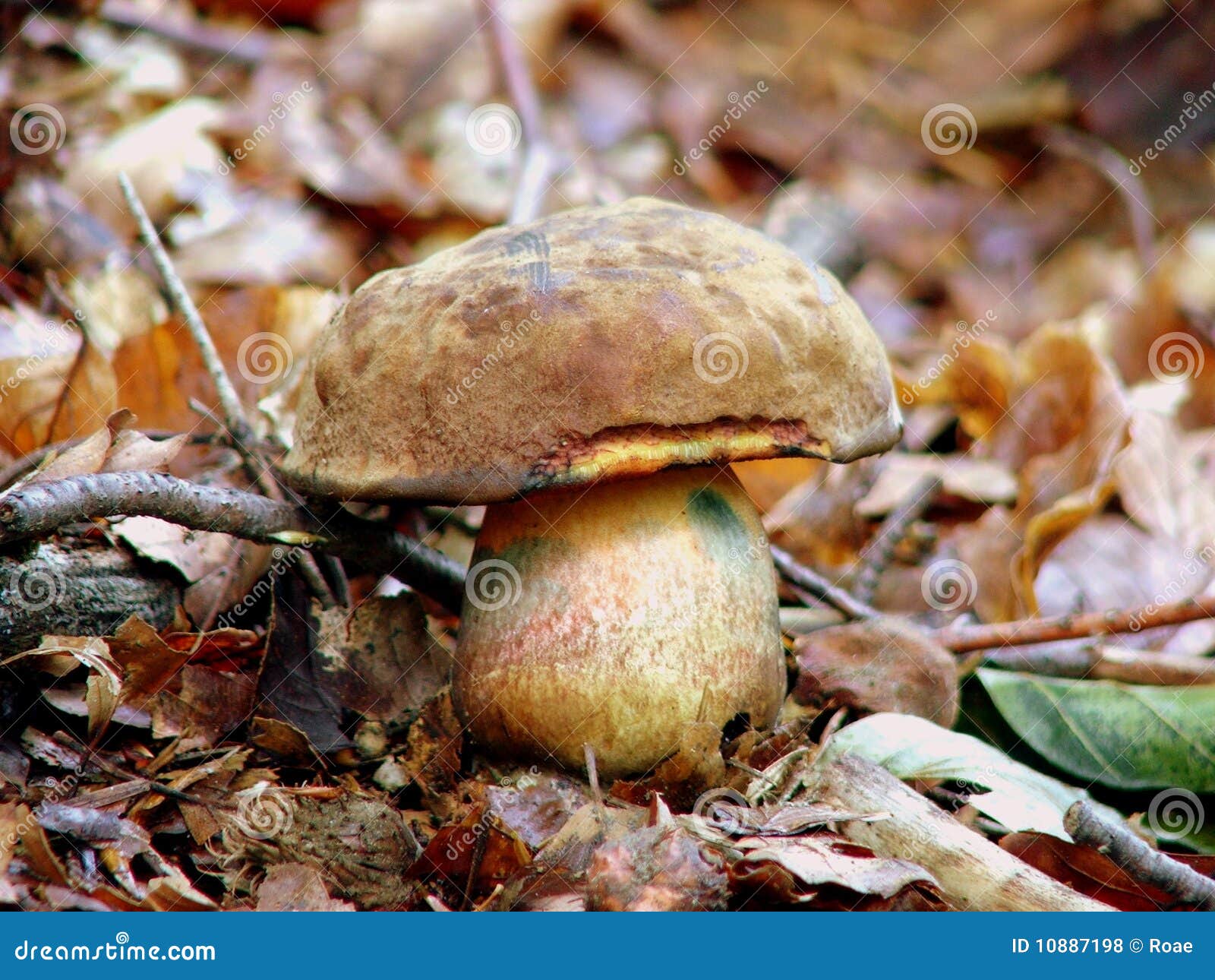 Svamp champinjon arkivfoto. Bild av kulört, champinjon - 10887198