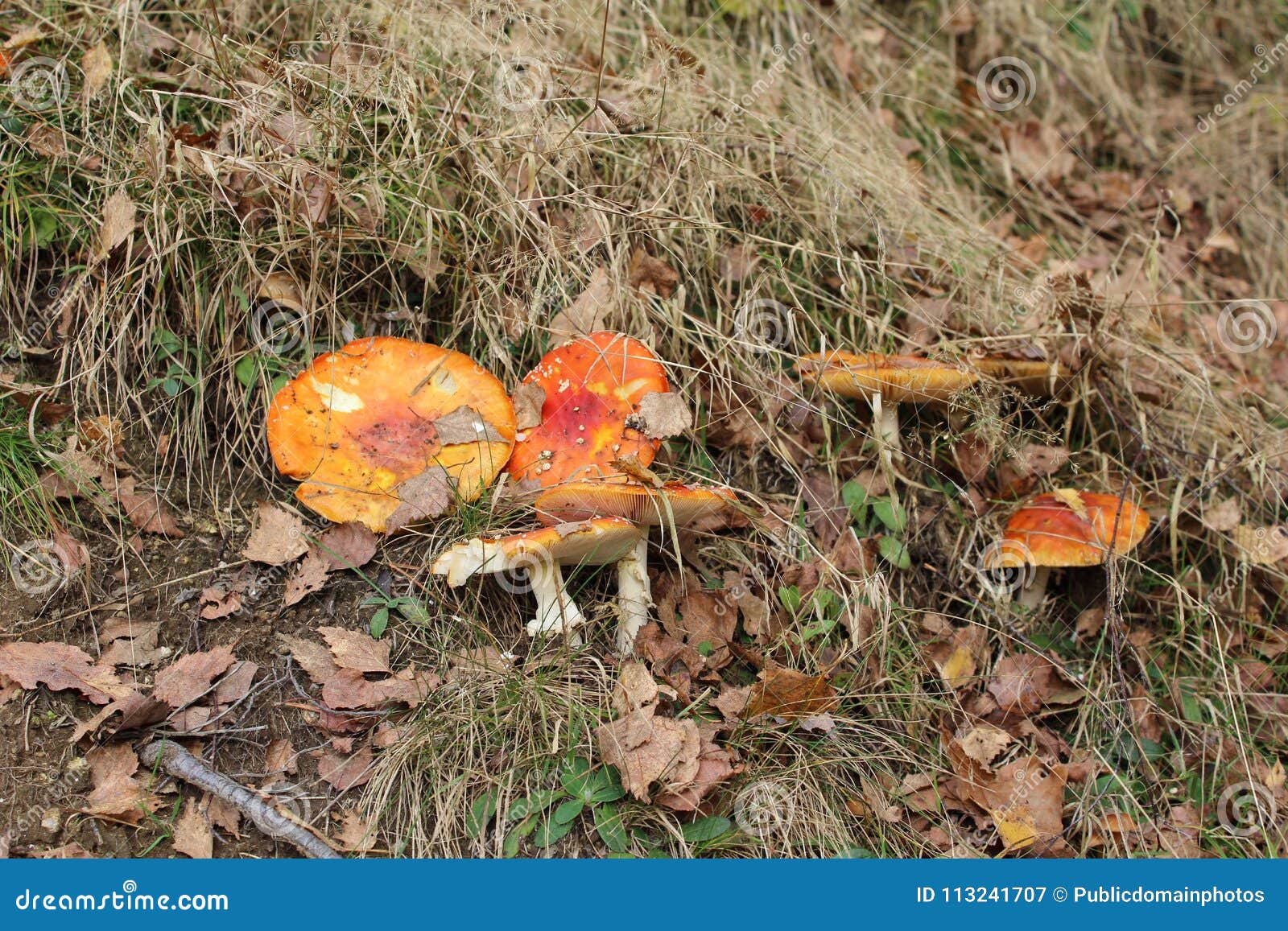 Svamp Ekosystem, Champinjon, Bolete Bild. Bild: 113241707