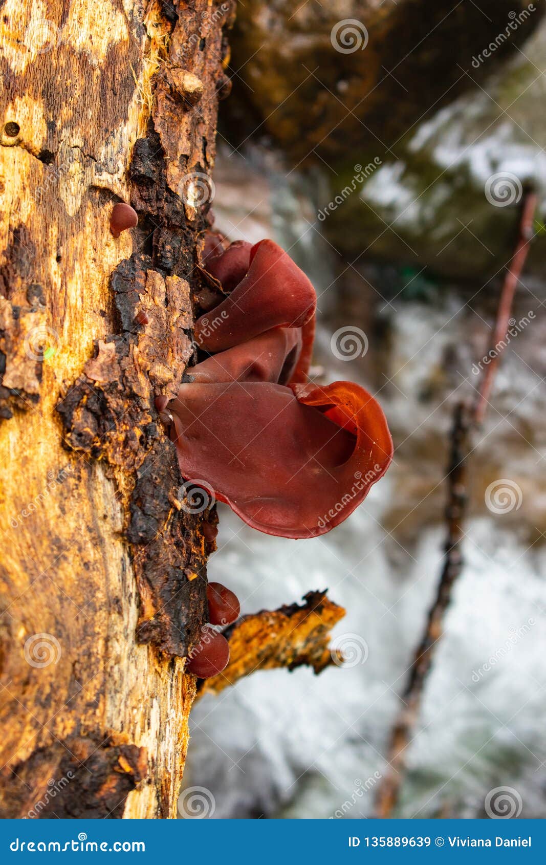 Svamp i en stam fotografering för bildbyråer. Bild av sörja - 135889639