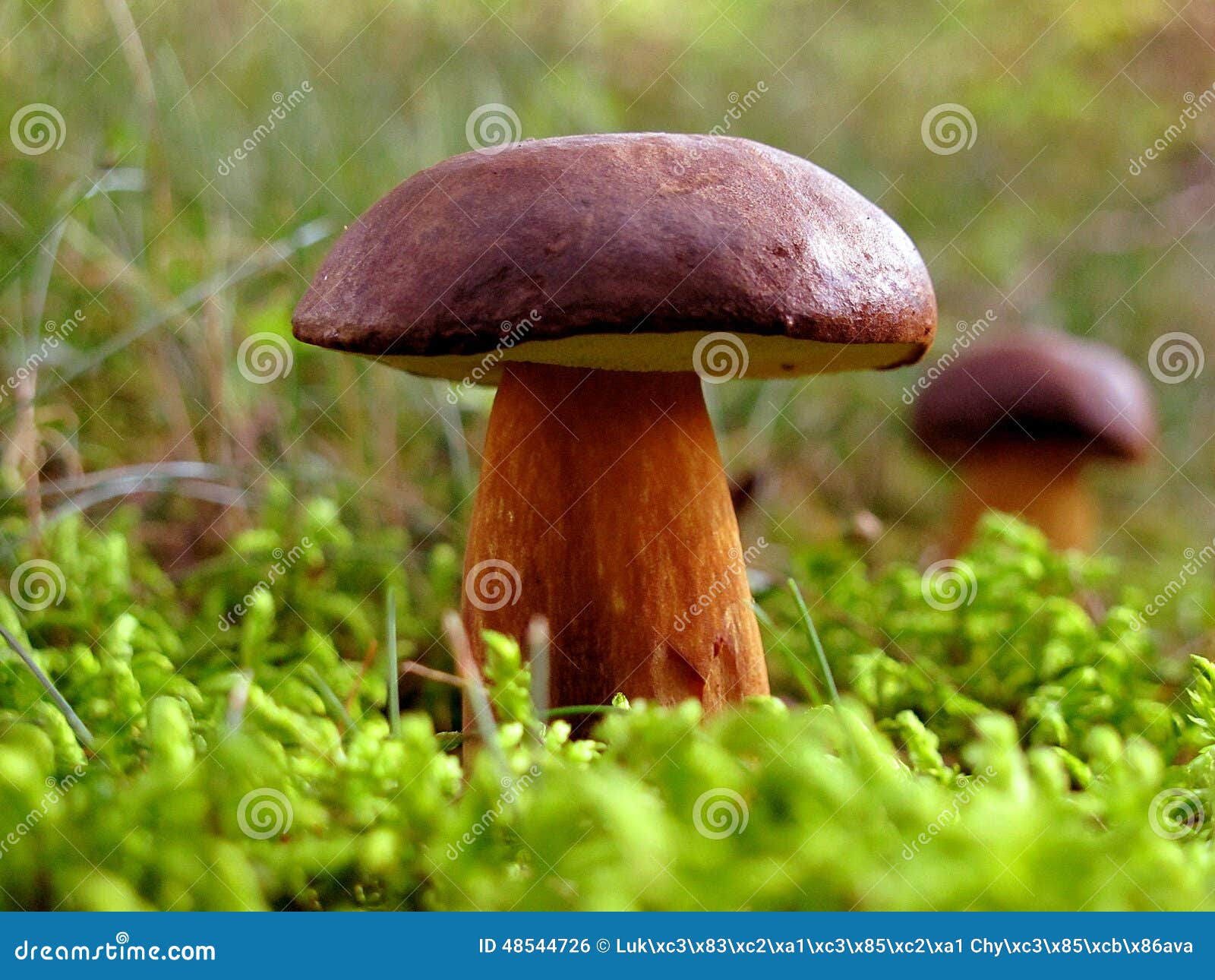 Svamp (sopp) arkivfoto. Bild av champinjon, republik - 48544726